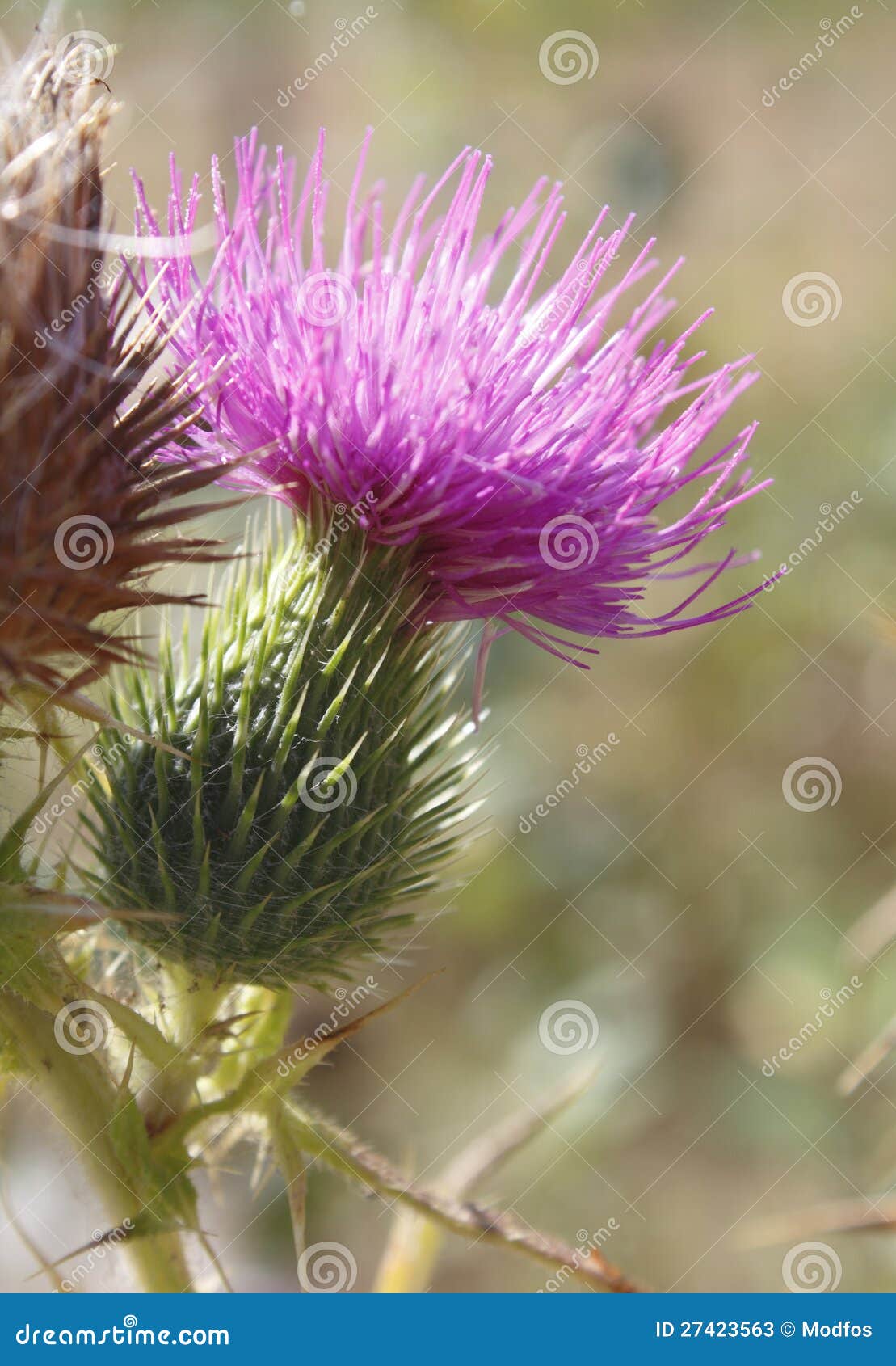 Thistle Bloom stock image. Image of plentiful, country - 27423563