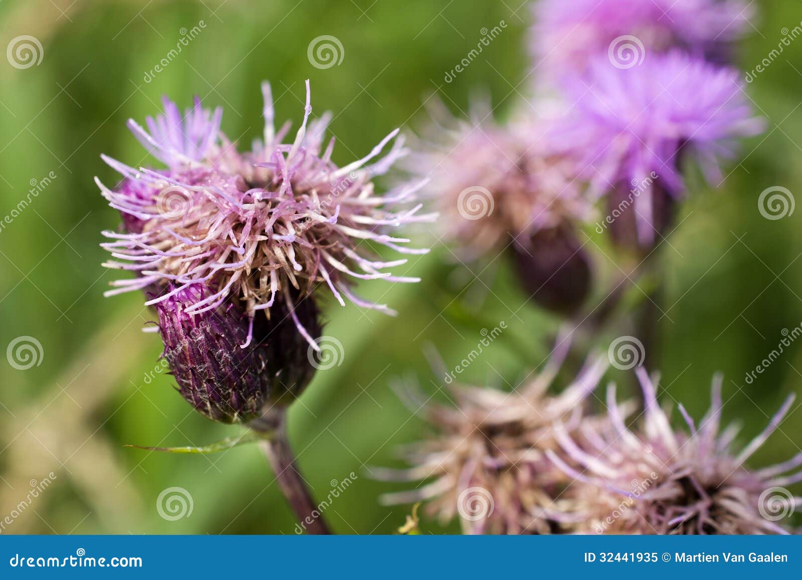 Thistle in bloom. stock image. Image of flowers, flora - 32441935