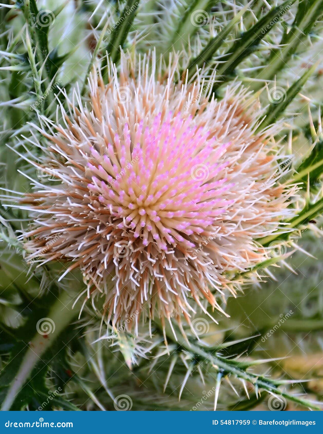 Thistle Bloom stock image. Image of fleeting, thistle - 54817959