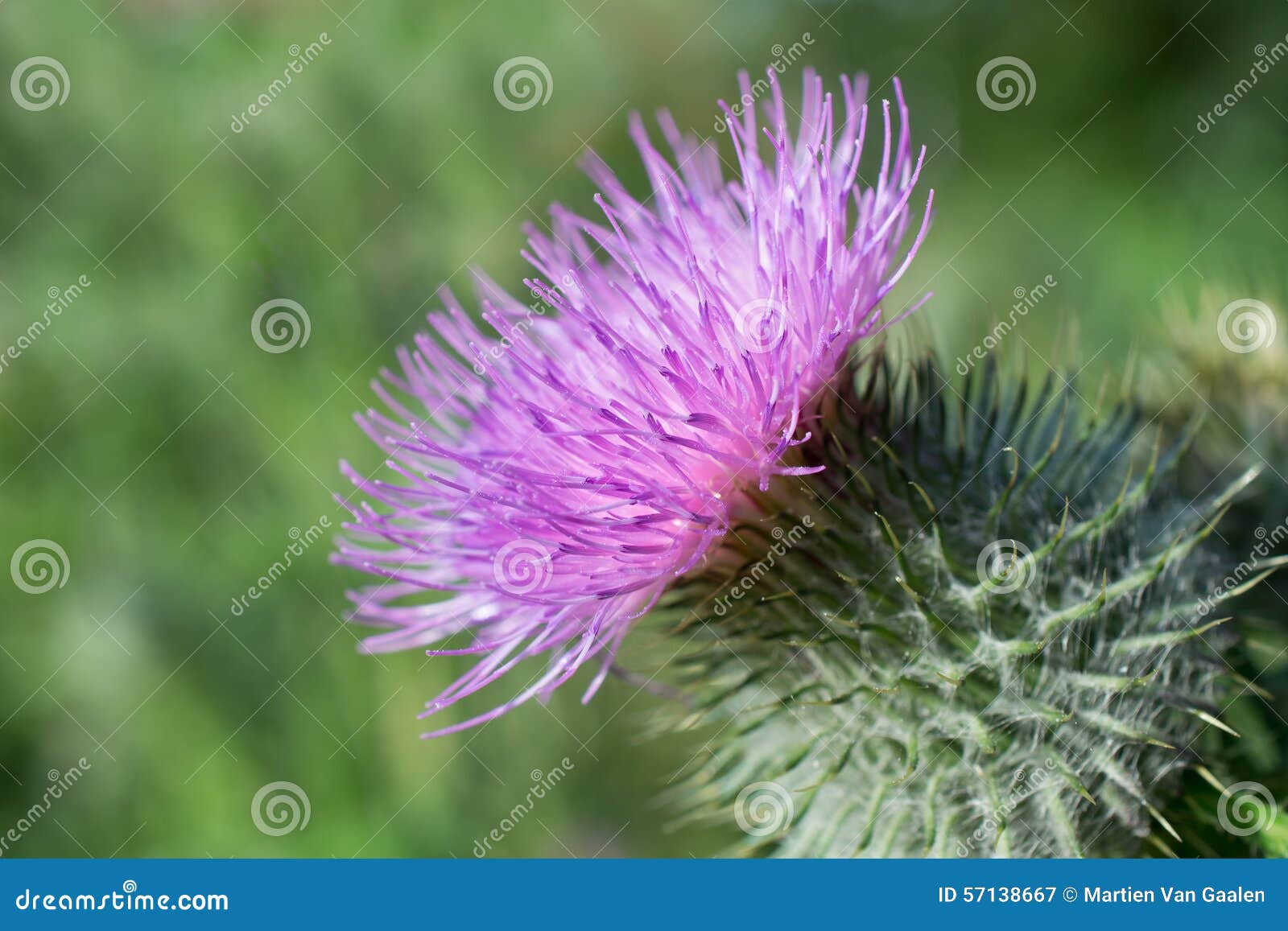 Thistle in bloom. stock image. Image of acanthoides, detail - 57138667