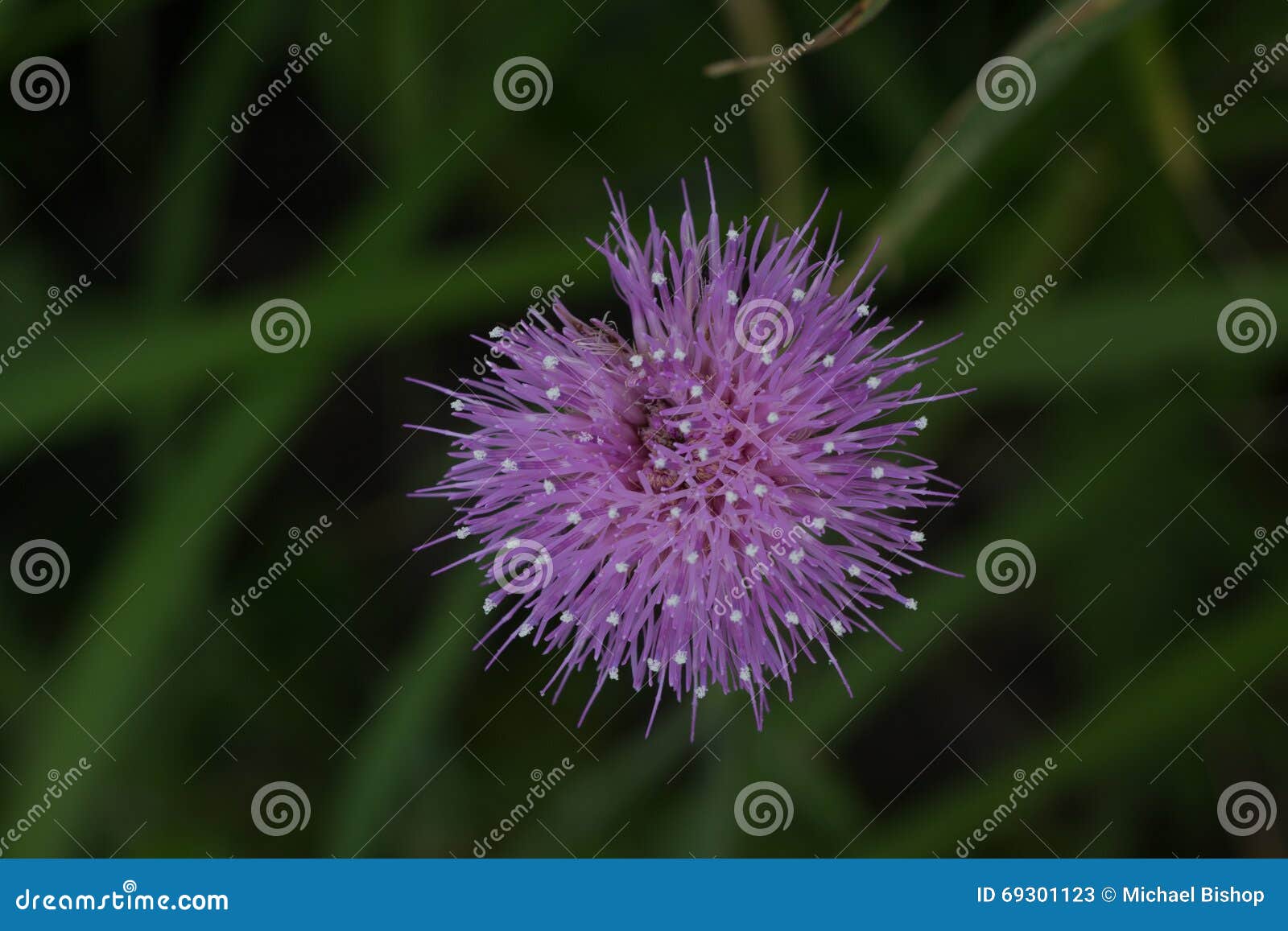 Thistle Bloom stock image. Image of bloom, early, blooms - 69301123