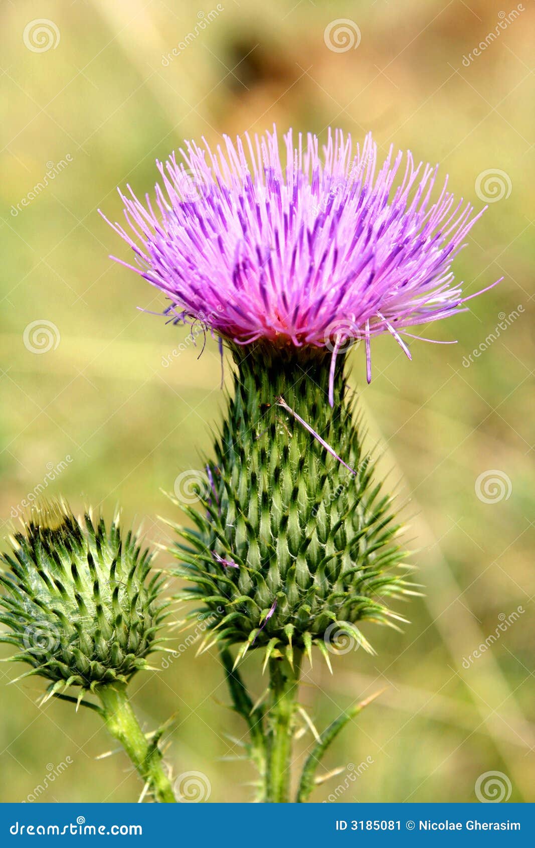 Thistle blossom closeup stock image. Image of bloom, floral - 3185081