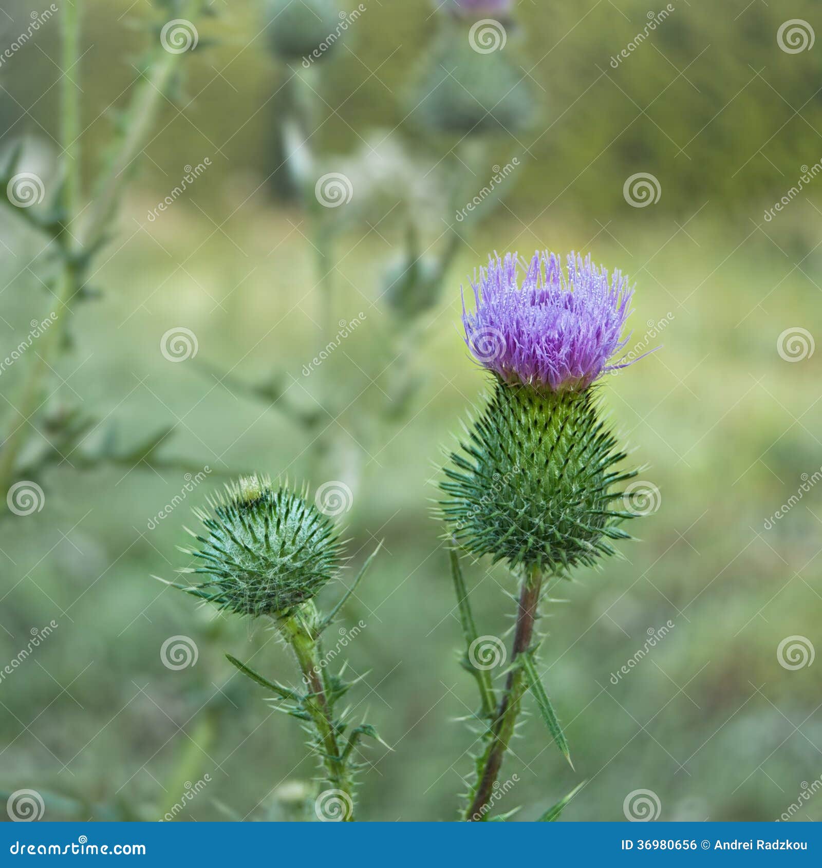 Thistle stock photo. Image of head, barb, prickle, closeup - 36980656