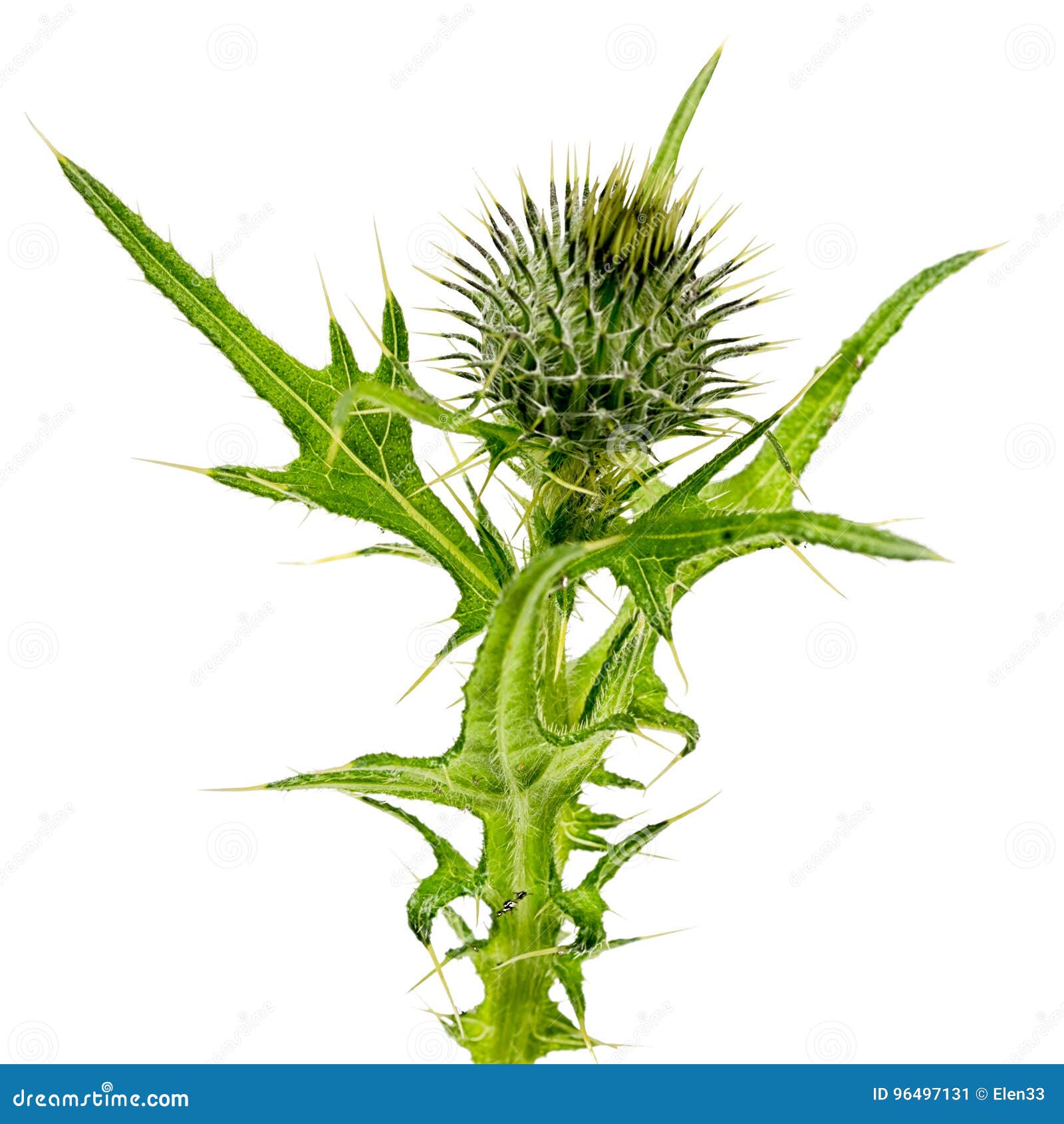 Thistle stock image. Image of blossom, marian, nature - 96497131