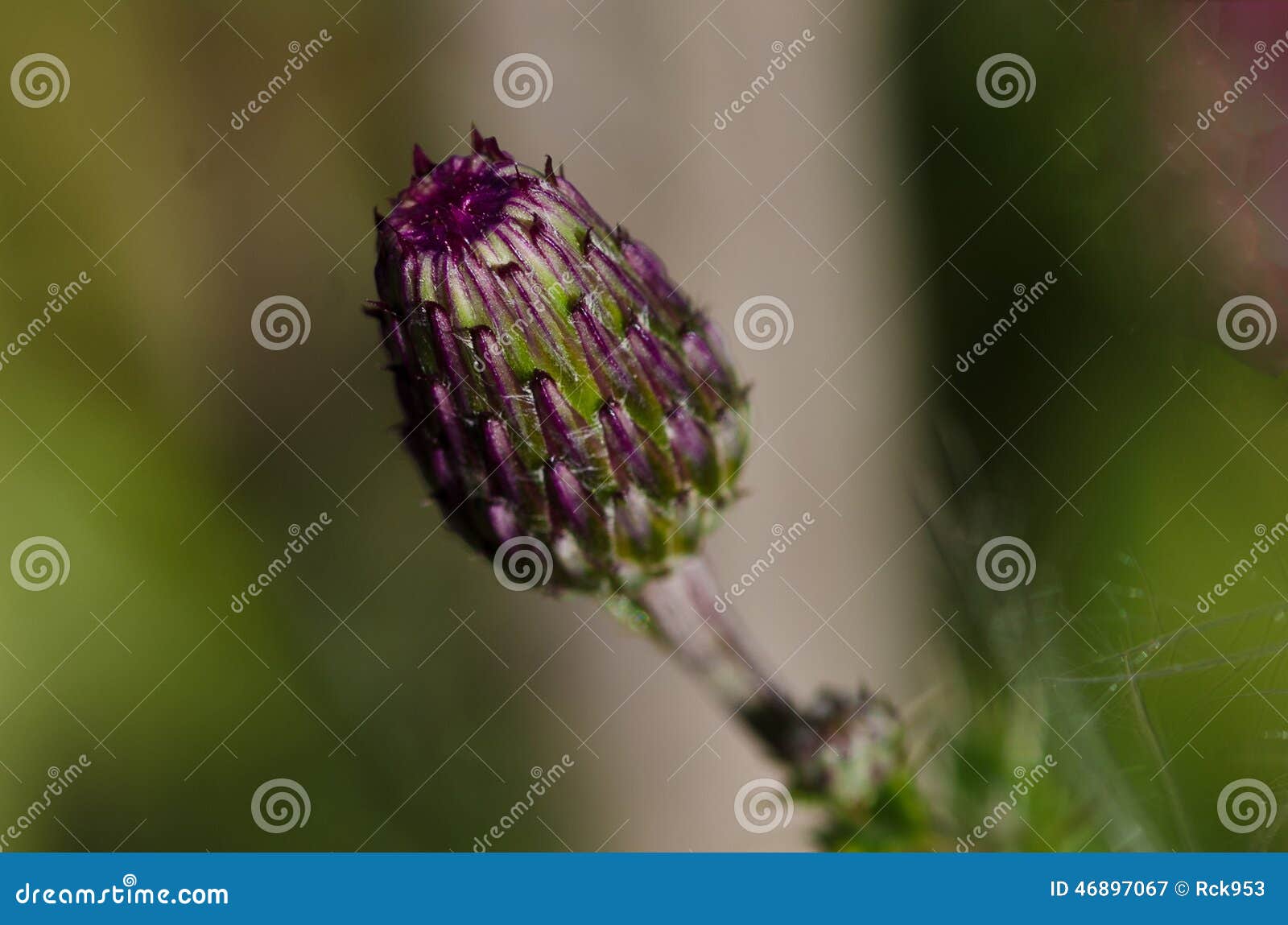 Thistle Bud about to Open stock image. Image of purple - 46897067