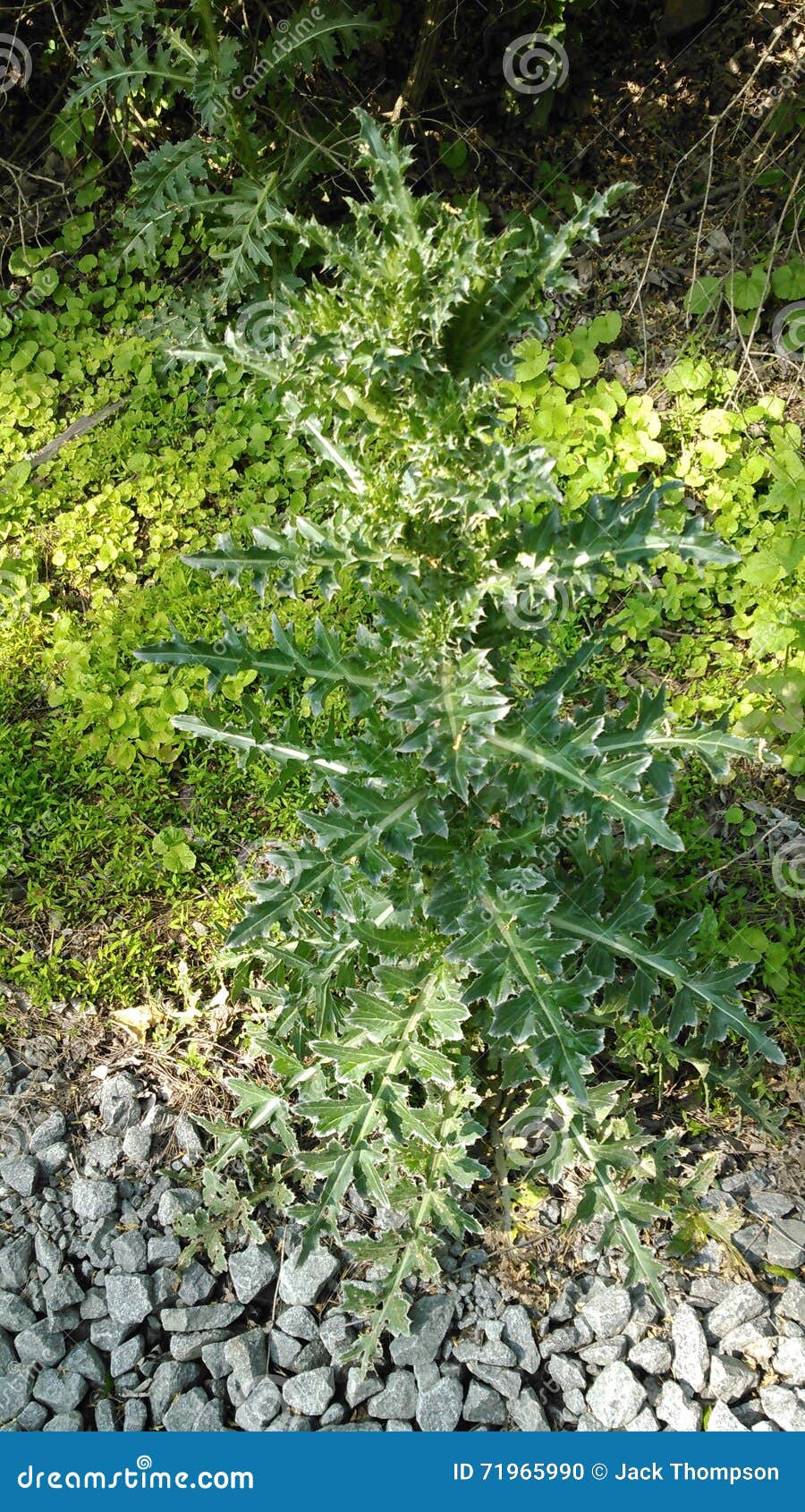 Thistle bush stock photo. Image of leaves, plant, grab - 71965990
