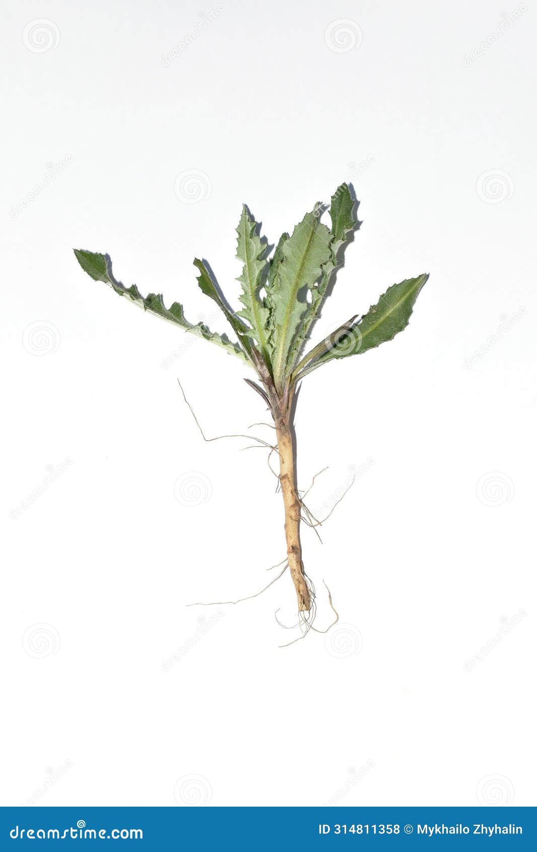 Thistle Bush on a White Background. Stock Photo - Image of macro ...