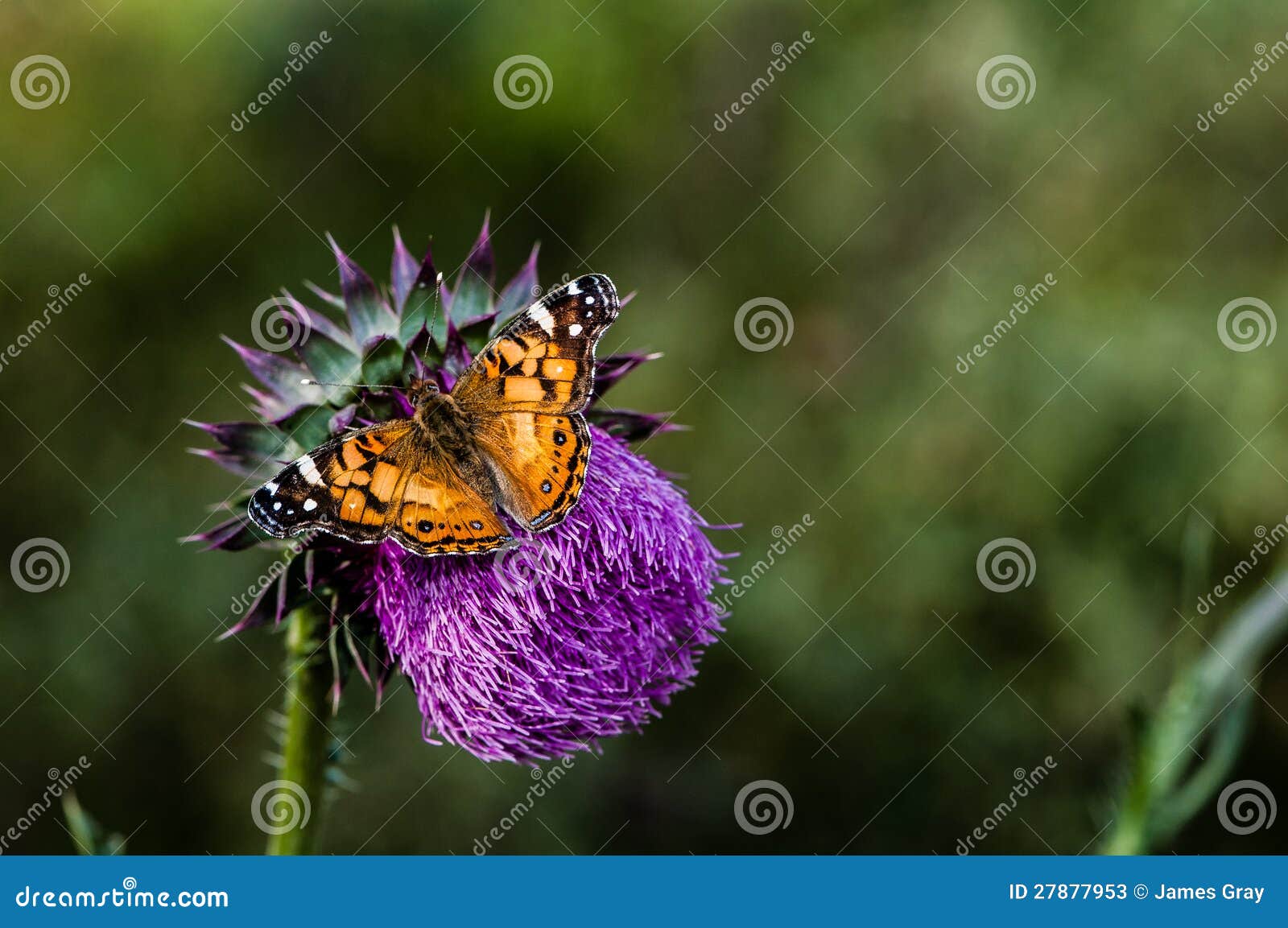 Thistle and Butterfly stock image. Image of cactus, insect - 27877953