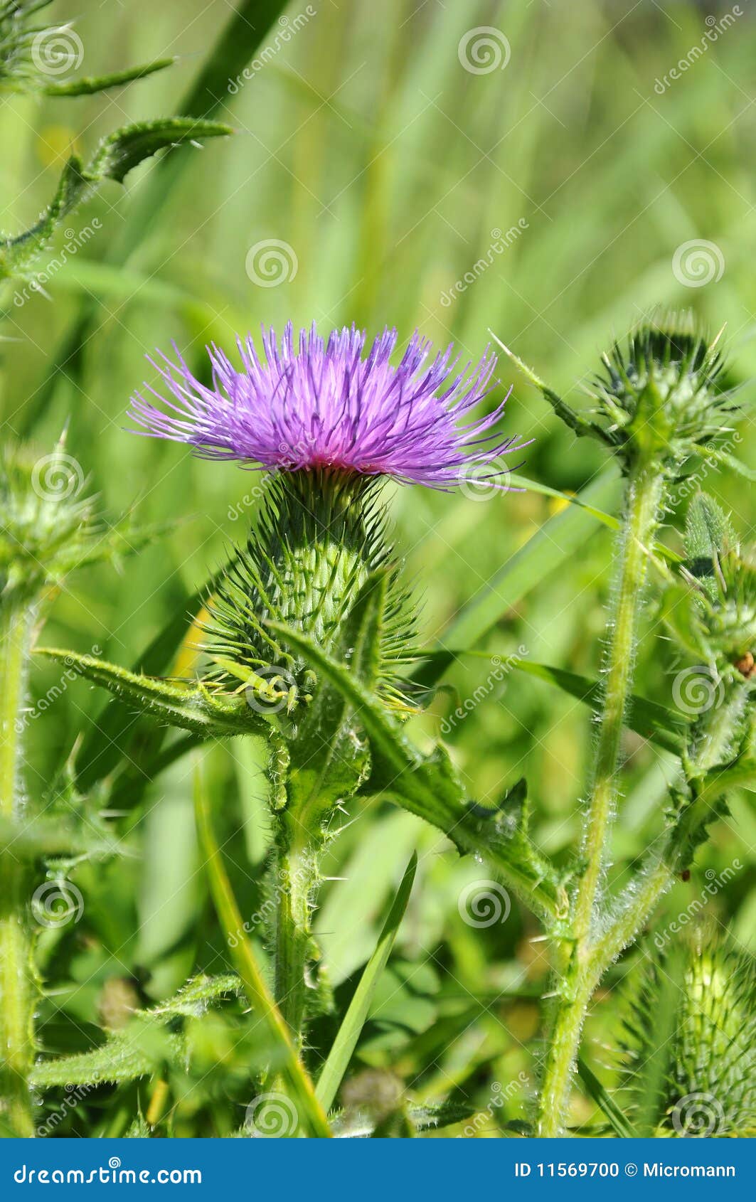 Thistle - Cirsium-vulgare stock photo. Image of cirsium - 11569700