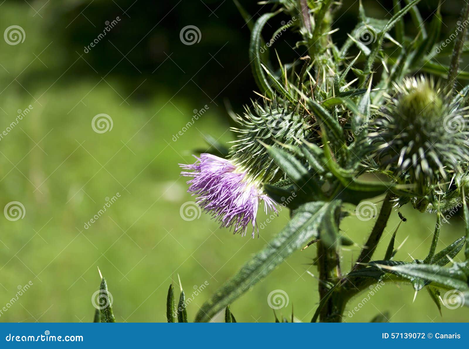 Thistle stock photo. Image of nature, closeup, close - 57139072