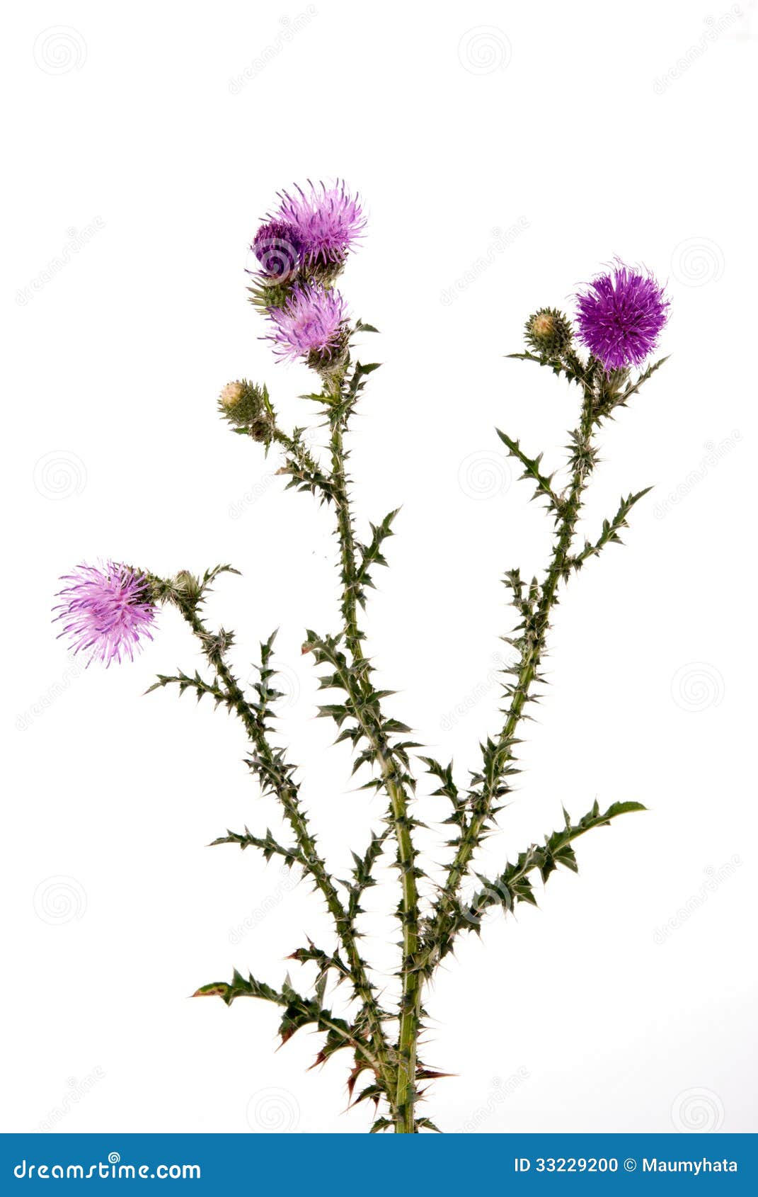 Thistle stock photo. Image of world, thistle, objects - 33229200