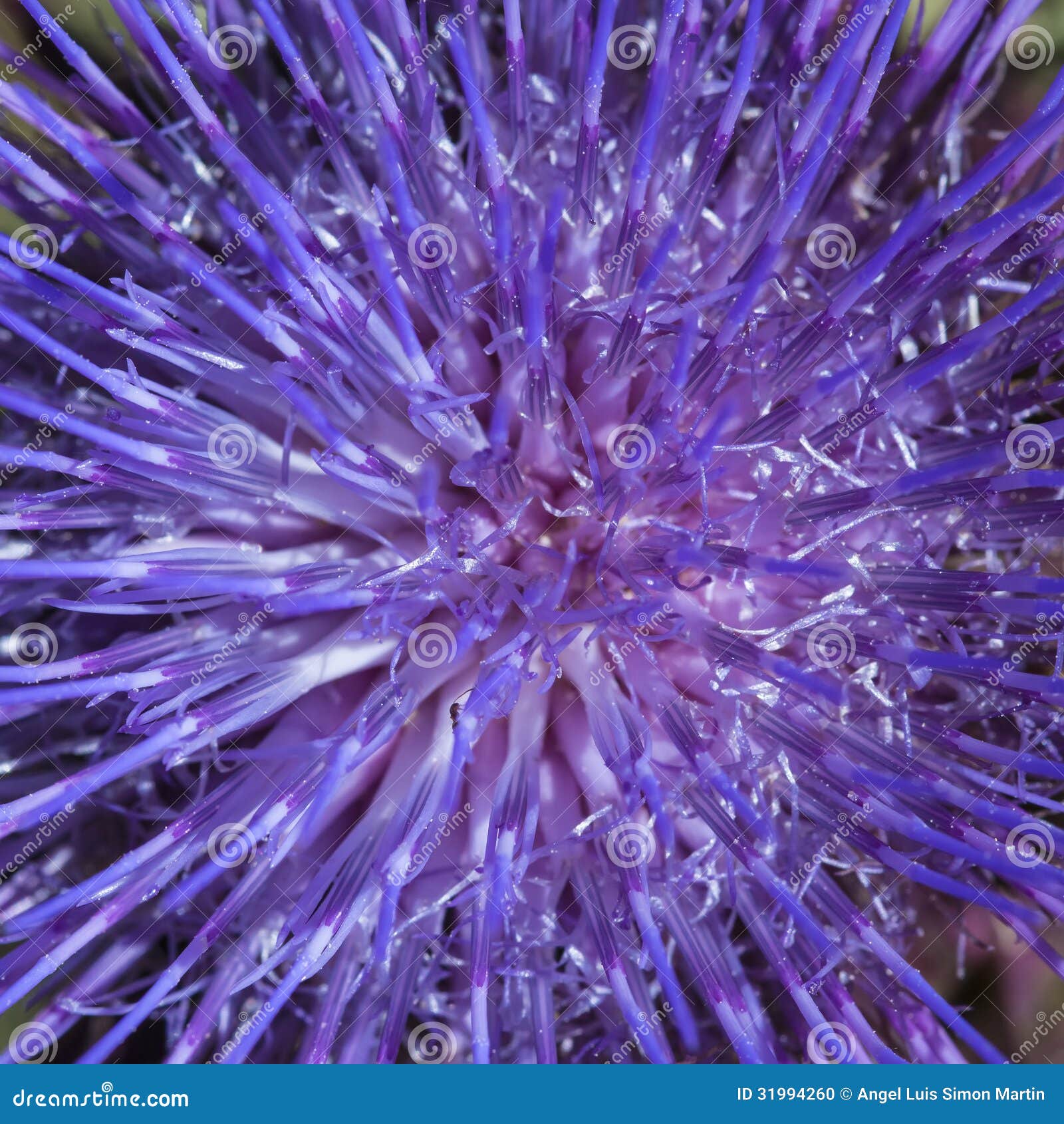 Thistle stock photo. Image of floral, arctium, macro - 31994260