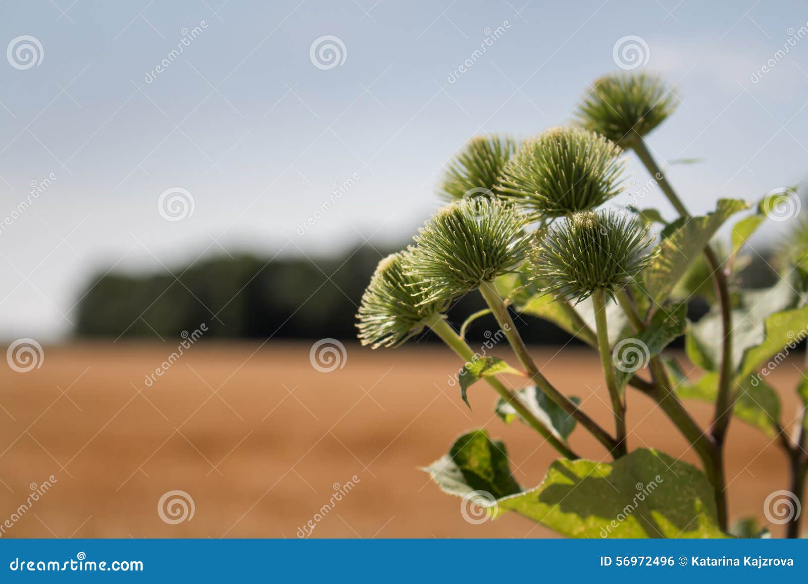 Thistle and a Field stock photo. Image of herb, thistle - 56972496