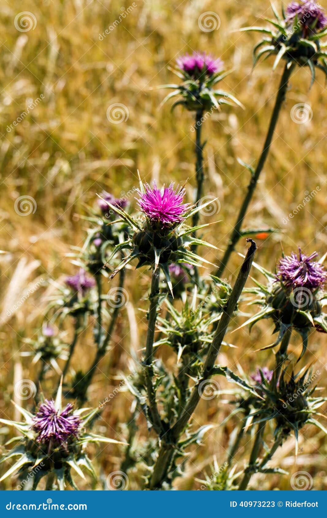 Thistle in field stock image. Image of grass, bright - 40973223
