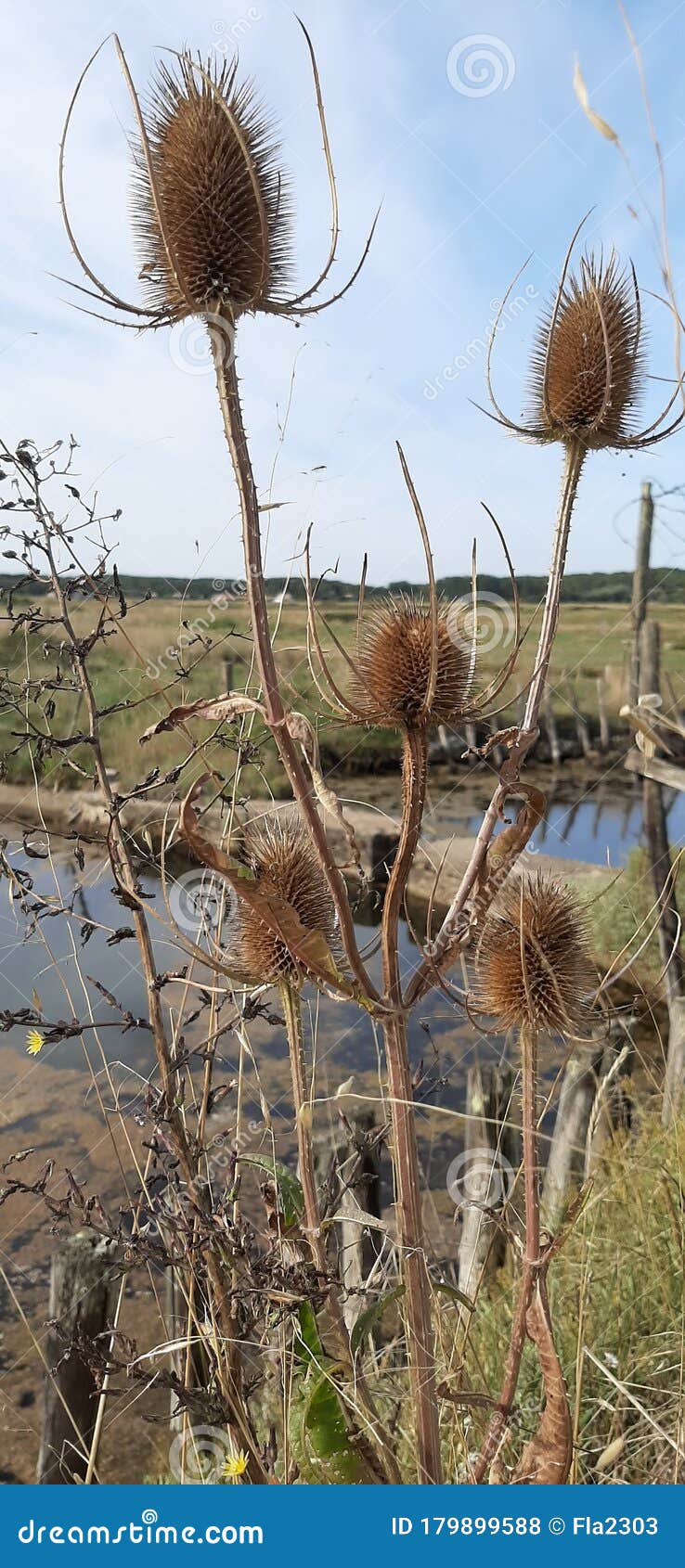 Thistle in a Field and Water Stock Photo - Image of nature, trunk ...