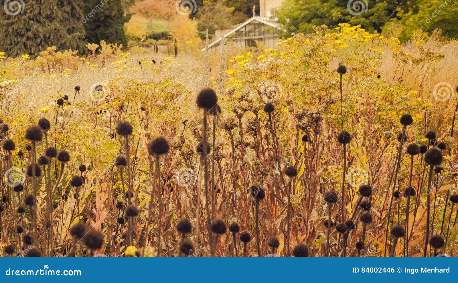 Thistle field stock photo. Image of natural, landscape - 84002446
