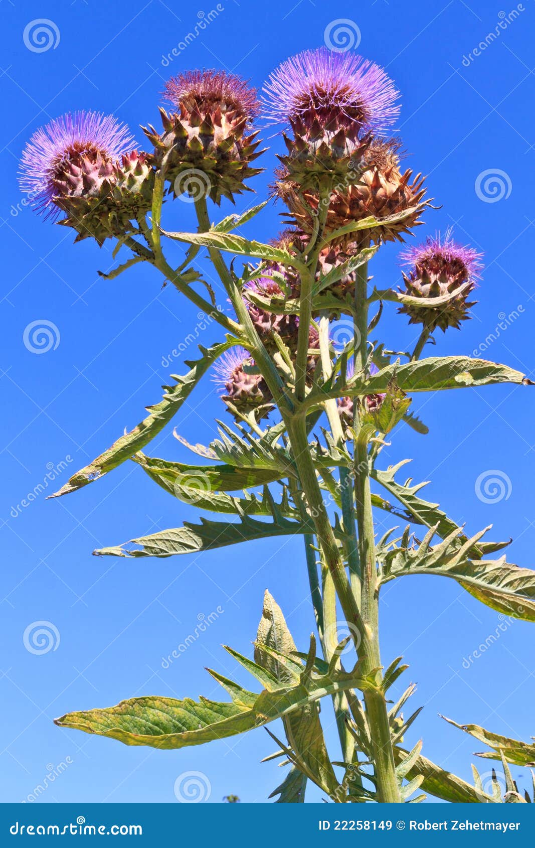 Thistle Flower stock image. Image of bloom, natural, closeup - 22258149