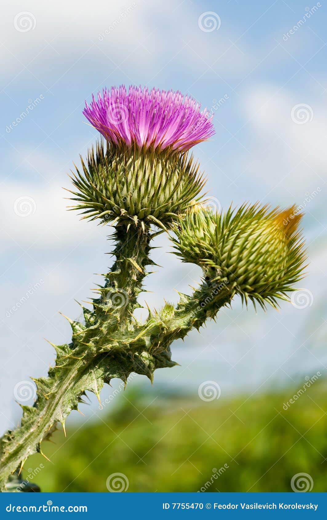 Thistle flower. stock photo. Image of clouds, plant, weed - 7755470