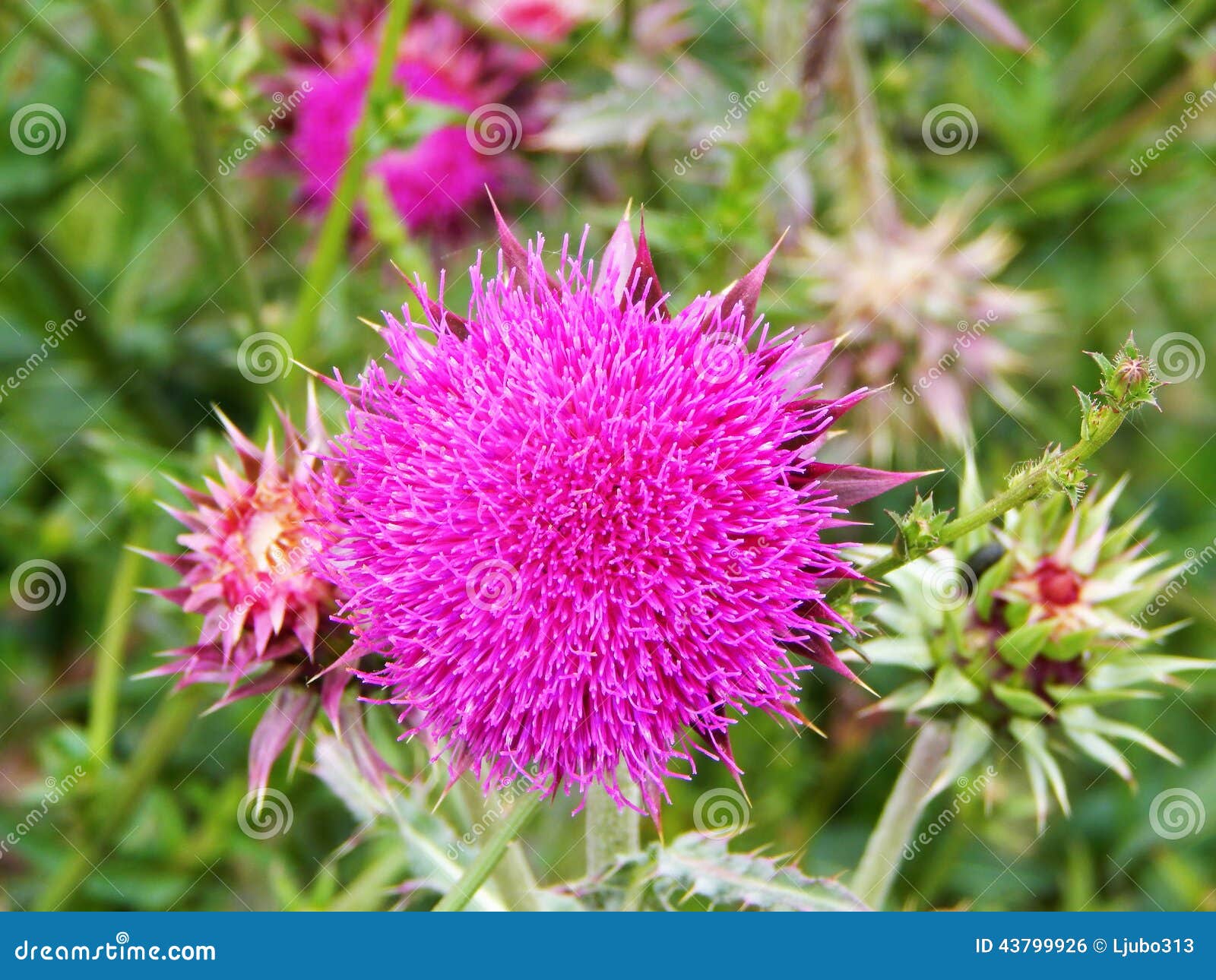 Thistle flower stock photo. Image of beauty, countryside - 43799926