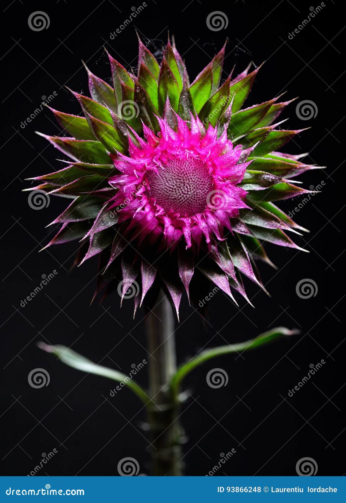 Thistle Flower on Black Background Stock Photo - Image of blooming ...