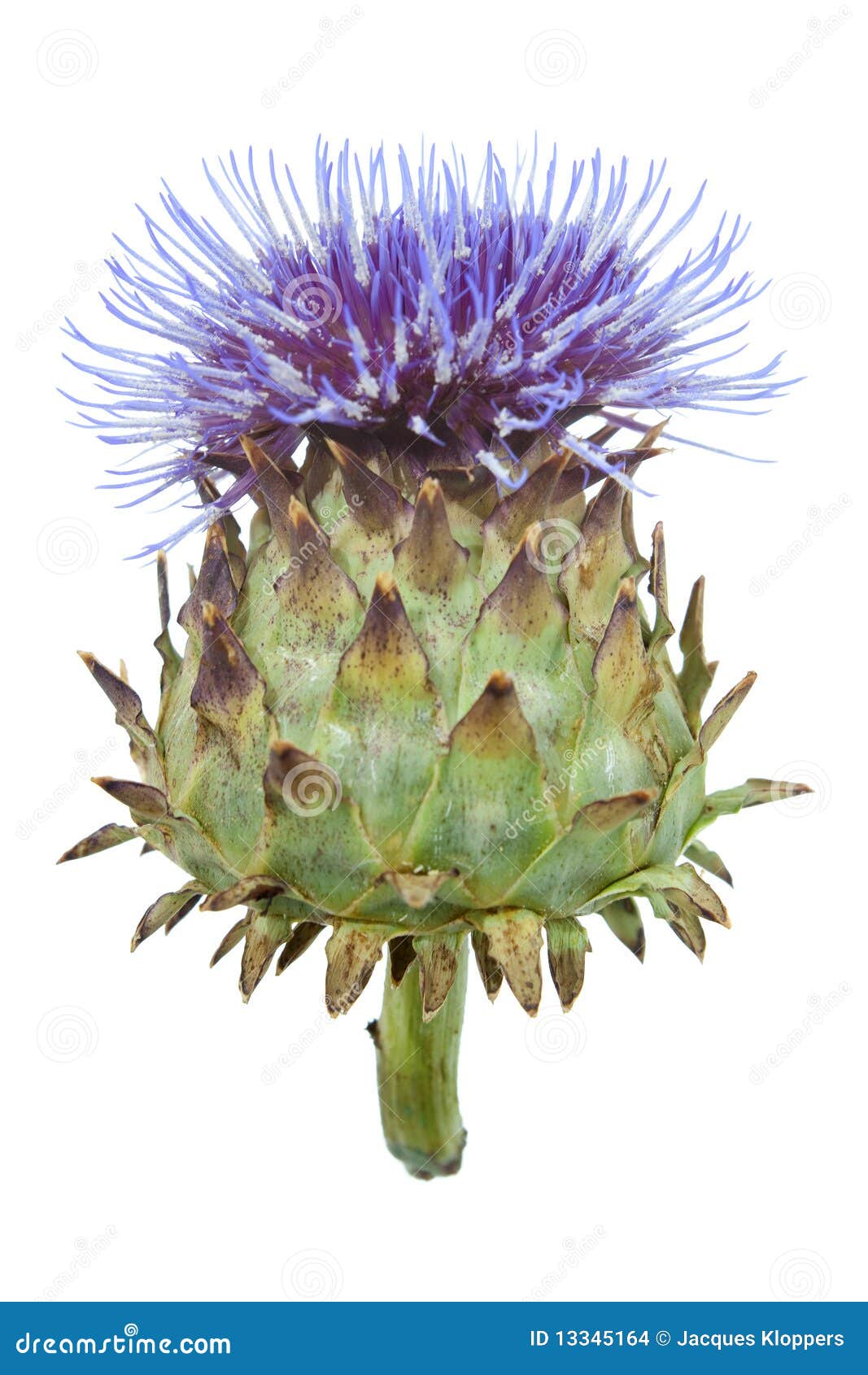 Thistle Flower in Bloom on White Stock Photo - Image of isolated, green ...
