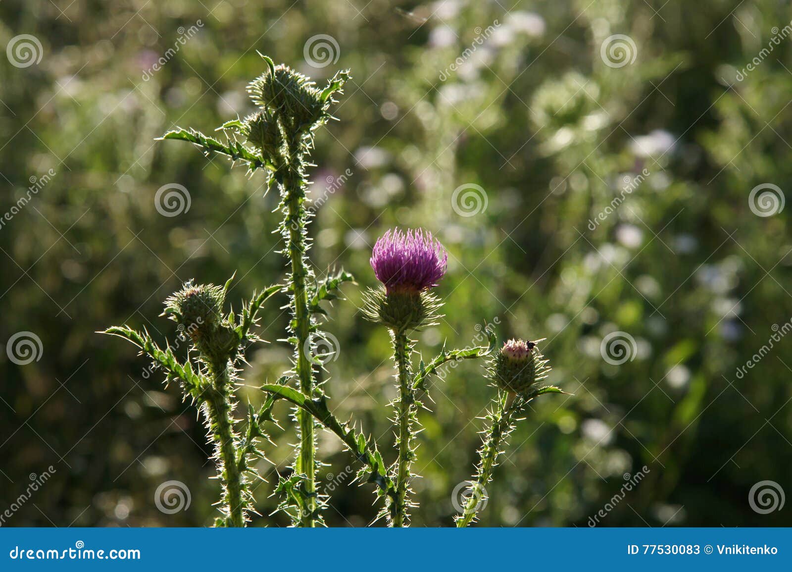 Thistle flower buds stock image. Image of natural, space - 77530083