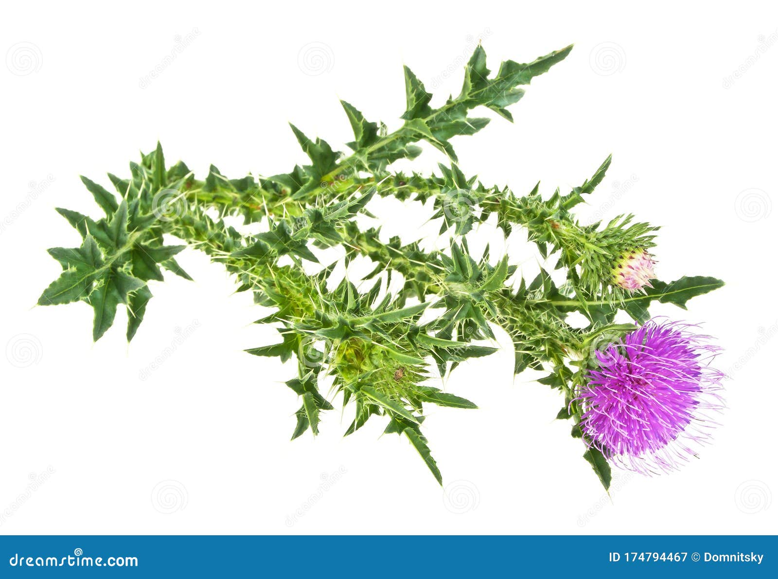 Thistle Flower Isolated on White Background Stock Image - Image of ...