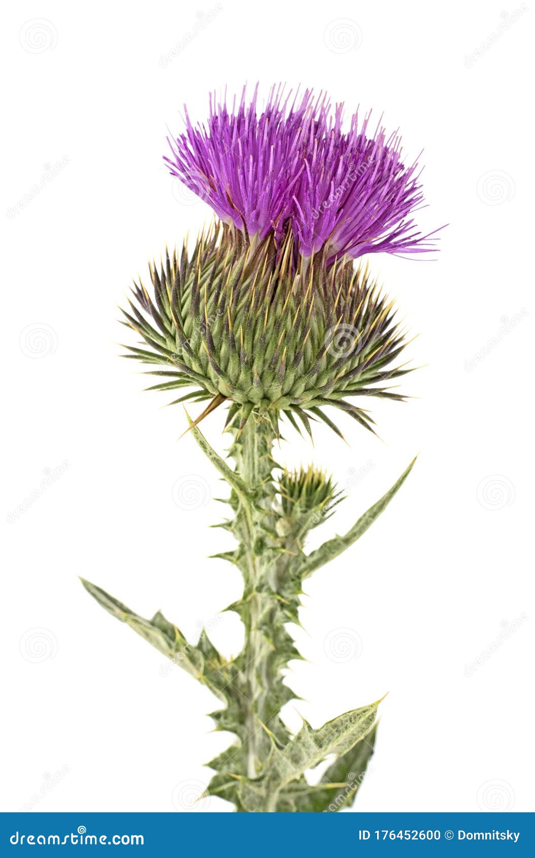 Thistle Flower Isolated on White Background. Cirsium Vulgare Stock ...