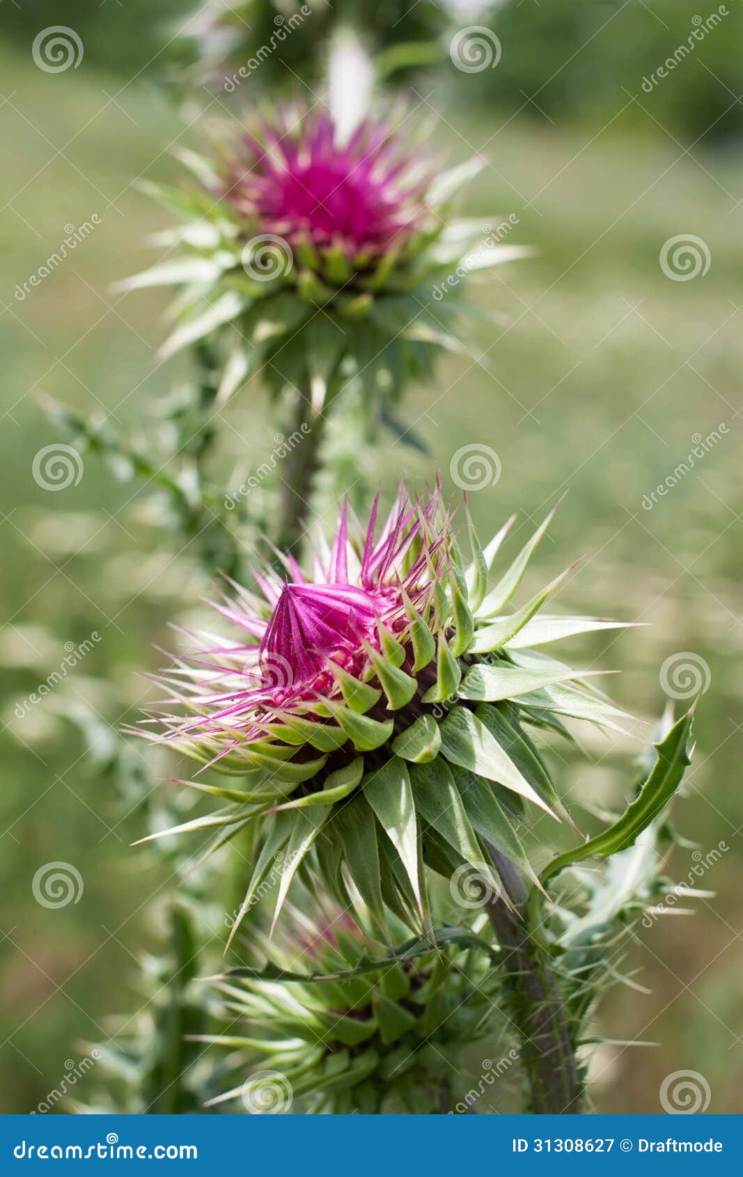 Thistle flower stock image. Image of closeup, barb, flower - 31308627