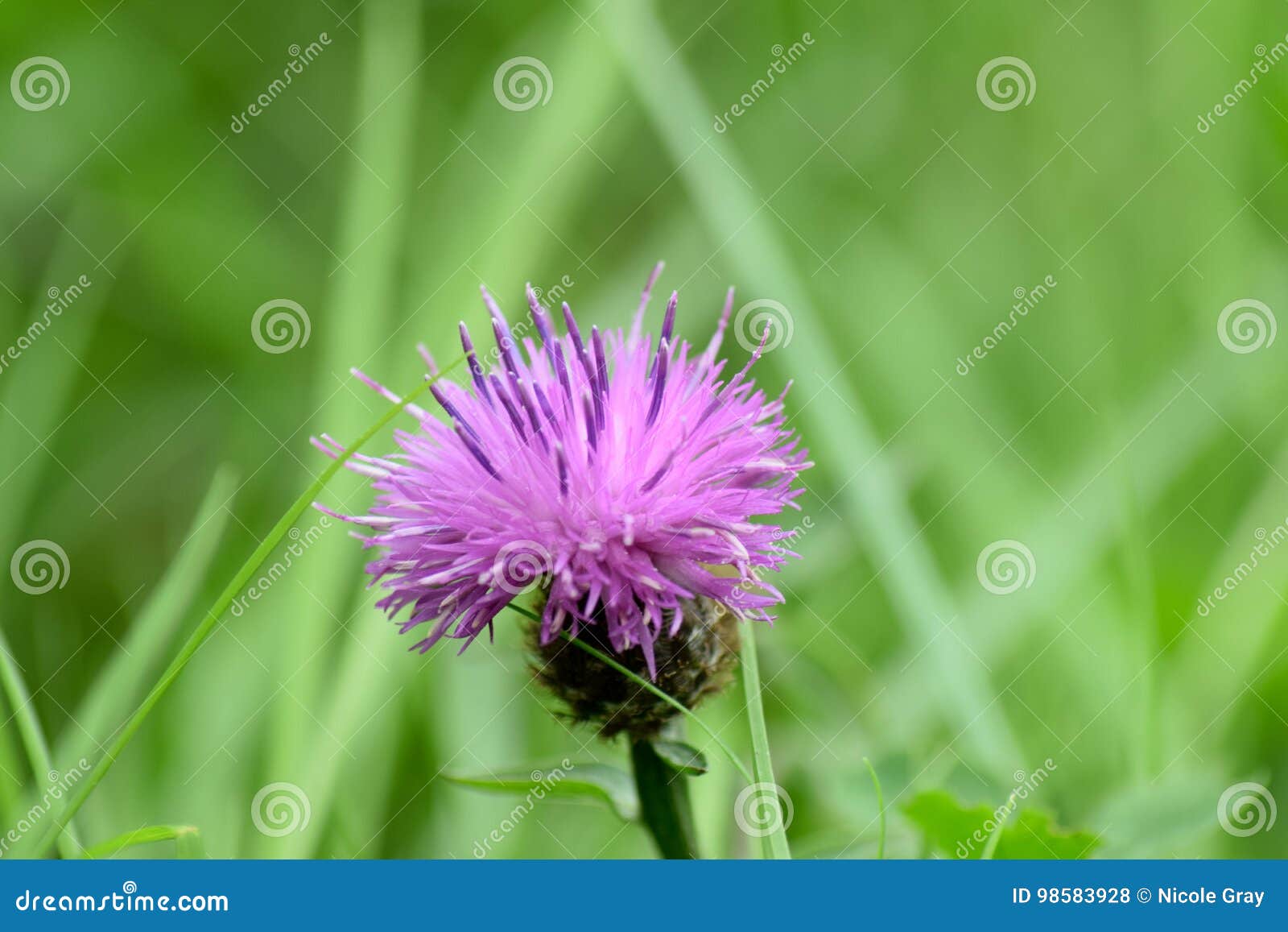 Thistle stock photo. Image of meadow, garden, outdoors - 98583928