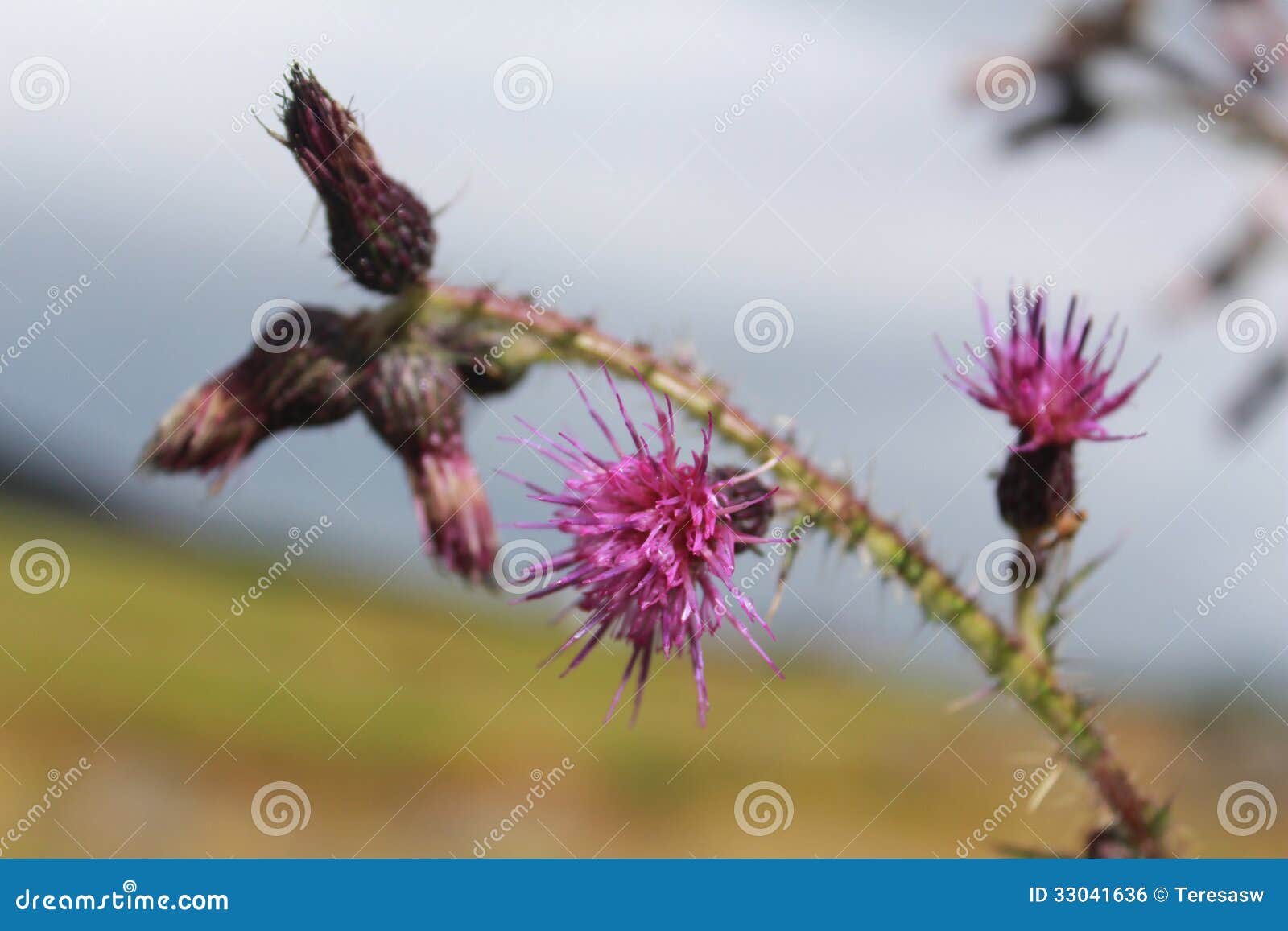 Thistle flowering stock photo. Image of stalk, bright - 33041636