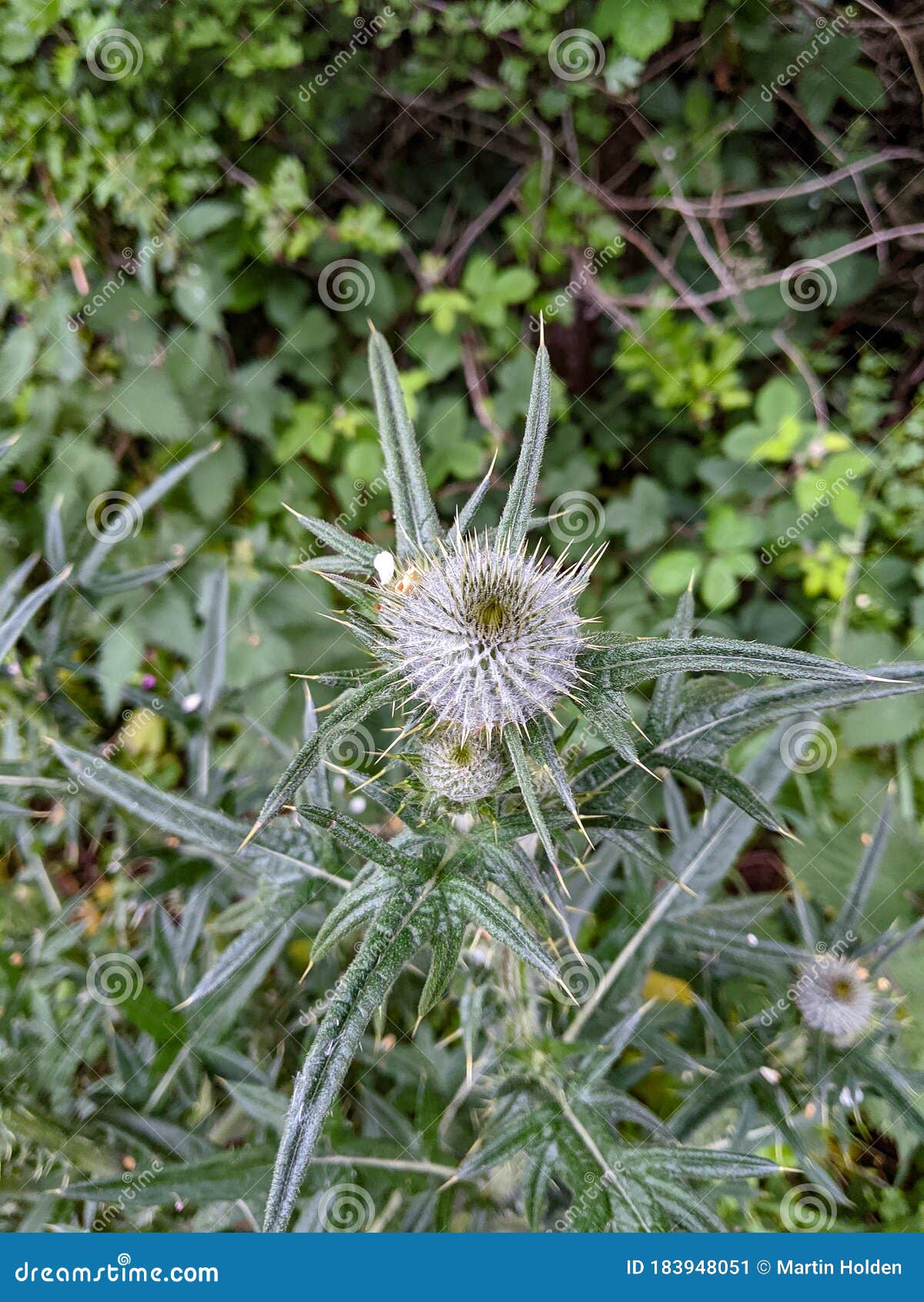 Thistle flowers stock image. Image of grass, flowers - 183948051