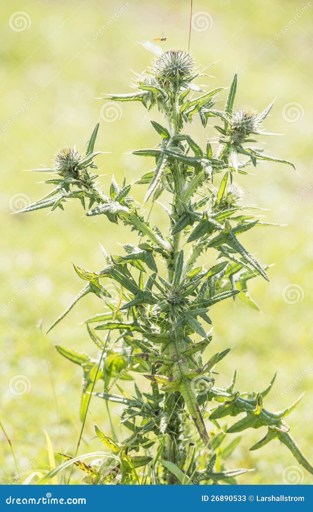 Thistle and flying insect stock image. Image of nature - 26890533