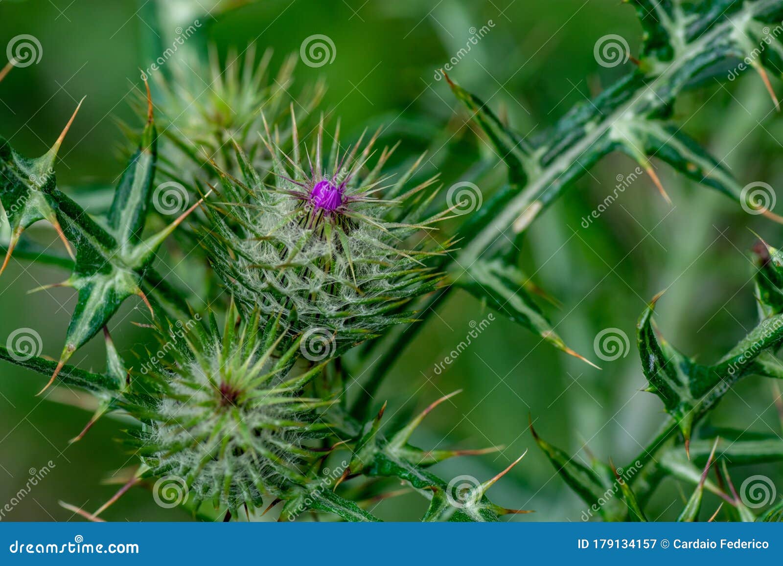 The thistle stock image. Image of growth, bright, plant - 179134157