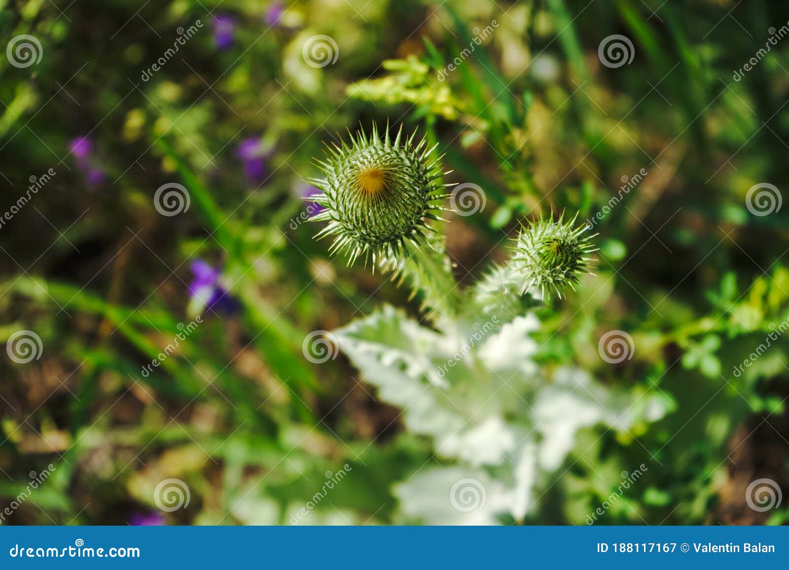 The thistle flower. stock image. Image of branch, garden - 188117167