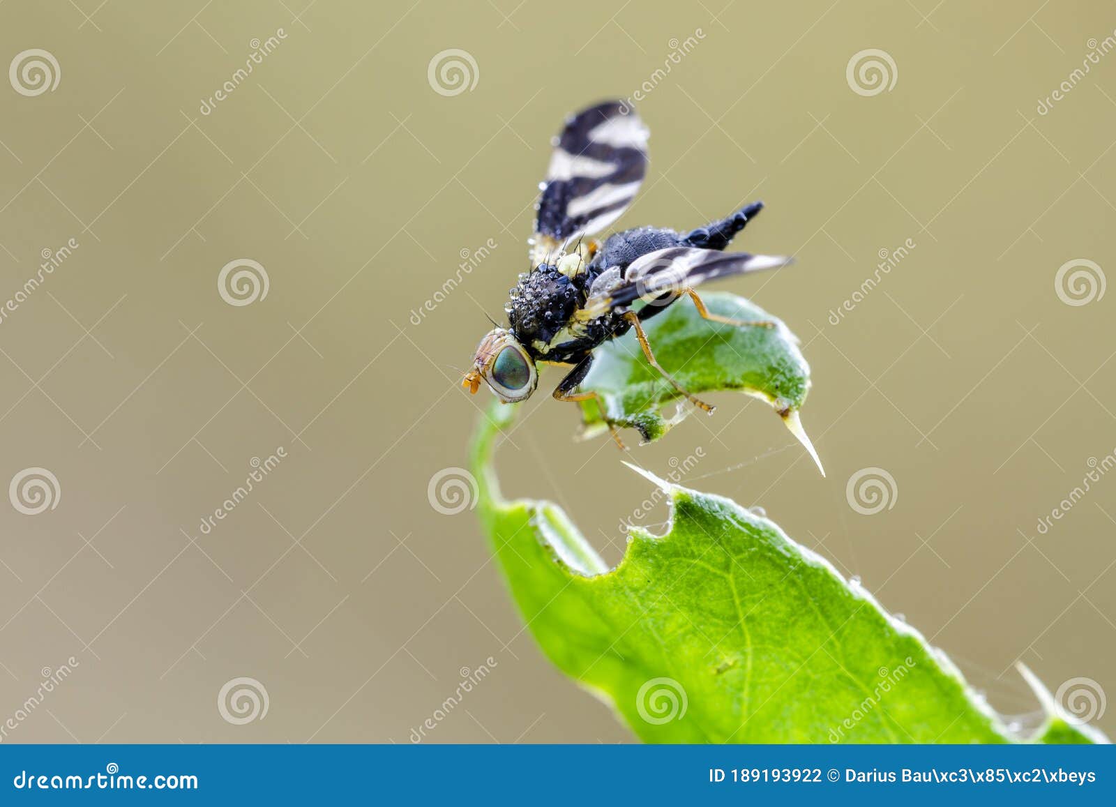 Thistle Gall Fly on Thistle Stock Photo - Image of fruit, plant: 189193922