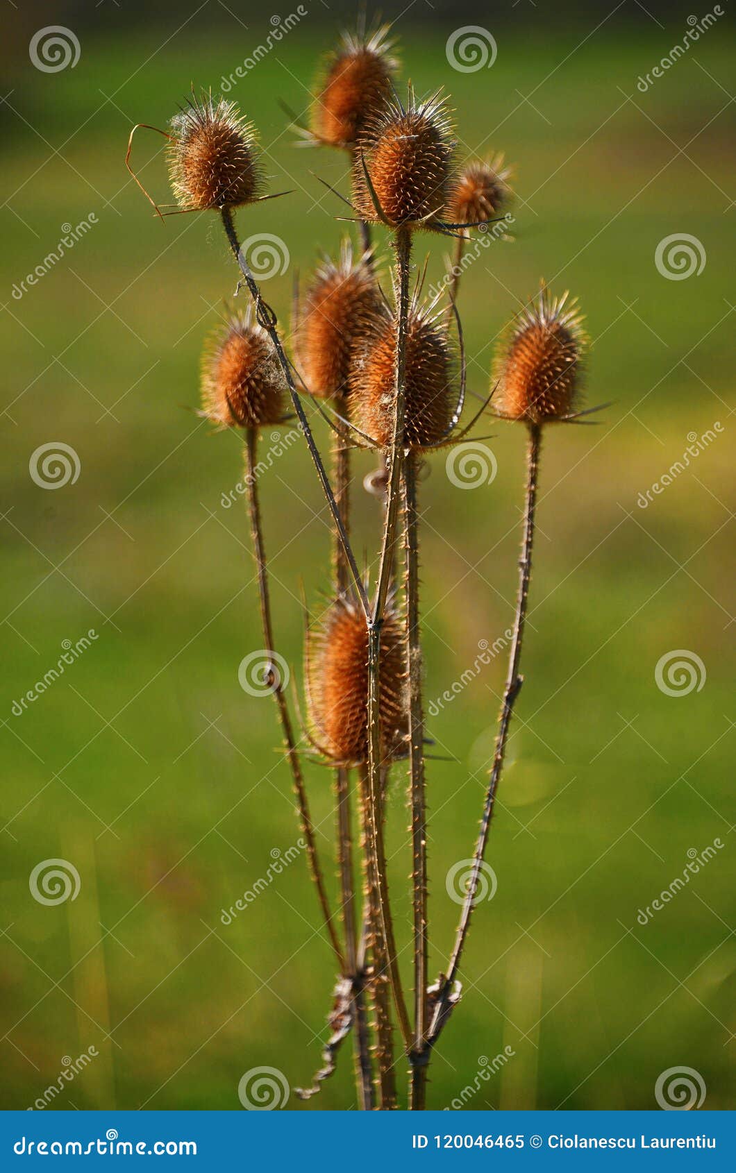 Thistle on a Green Background Stock Image - Image of dead, green: 120046465