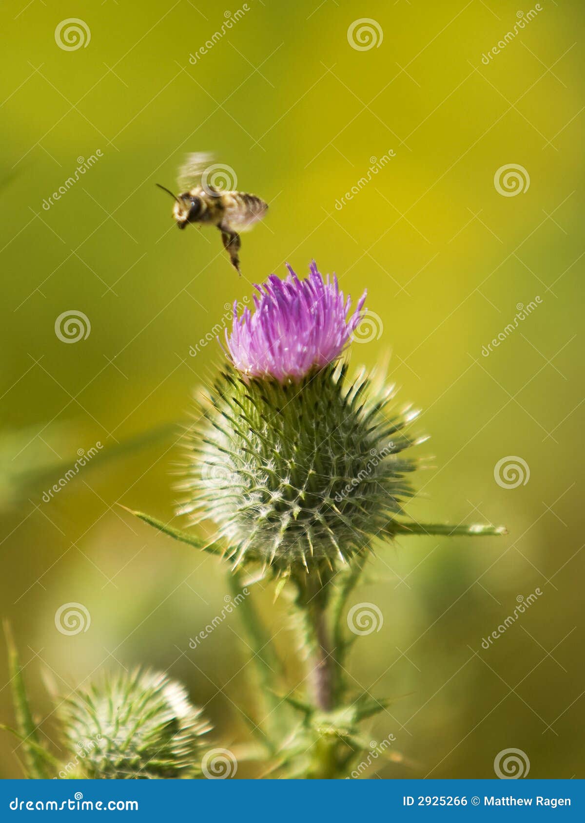 Thistle and Honey Bee stock photo. Image of insect, flower - 2925266