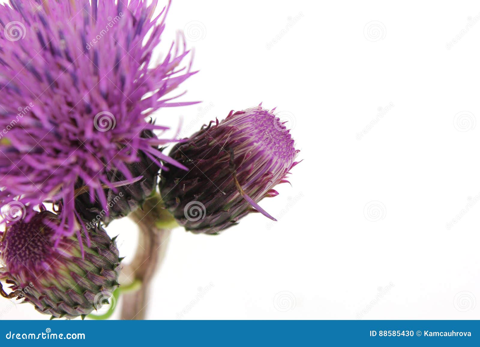 Thistle isolated on white stock photo. Image of herbal - 88585430