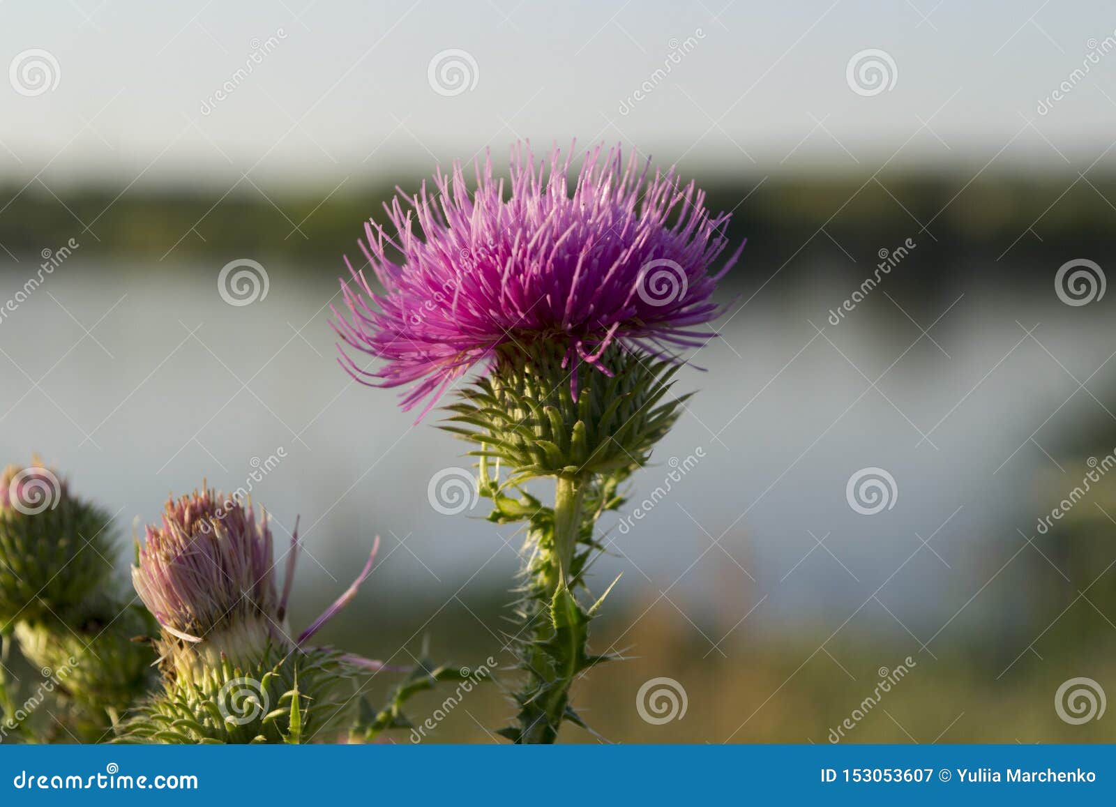 Thistle on lake background stock image. Image of bloom - 153053607