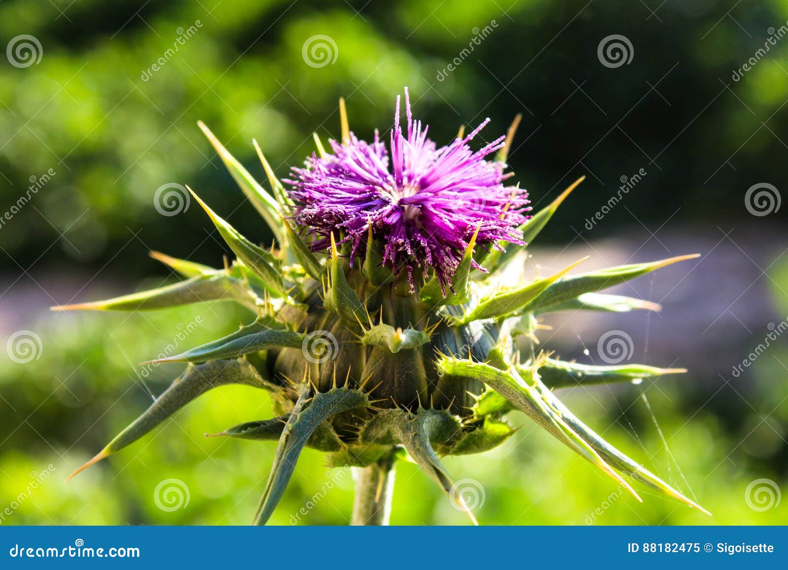 Macro Of Dry Burdock Seed Heads. Ripe Burrs With Sharp Catchy Hooks ...