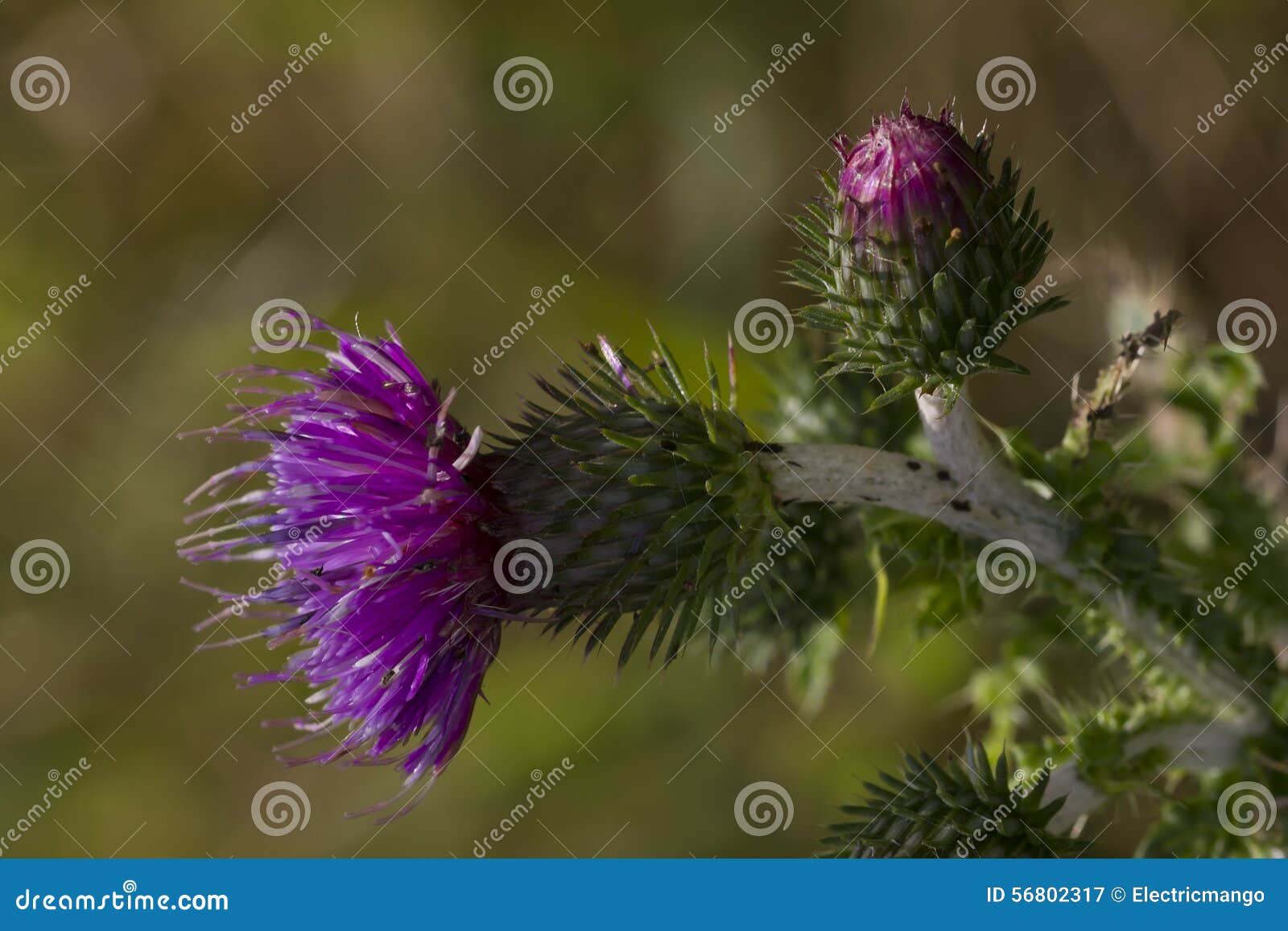 Thistle stock image. Image of colorful, flower, stinging - 56802317