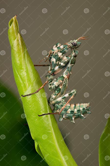 Thistle Mantis Nymph, Blepharopsis Mendica Stock Photo - Image of macro ...
