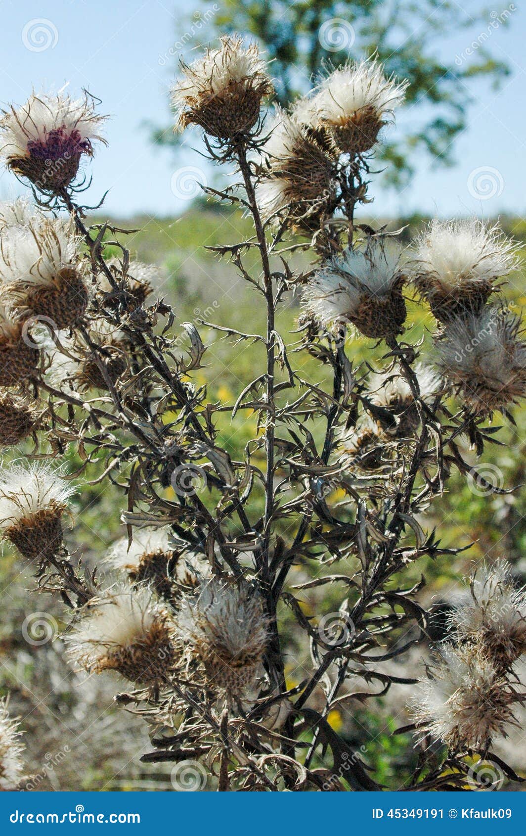 Thistle stock image. Image of sunshine, facing, morning - 45349191