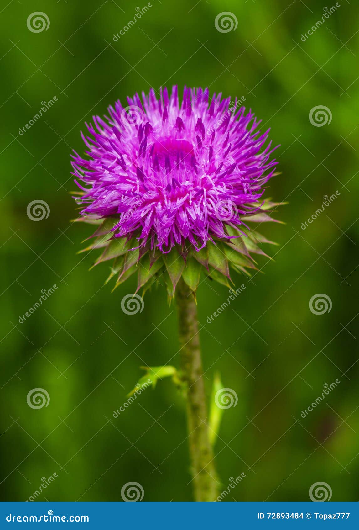 Thistle. Pink Milk Thistle Flower in Bloom in Spring Stock Photo ...