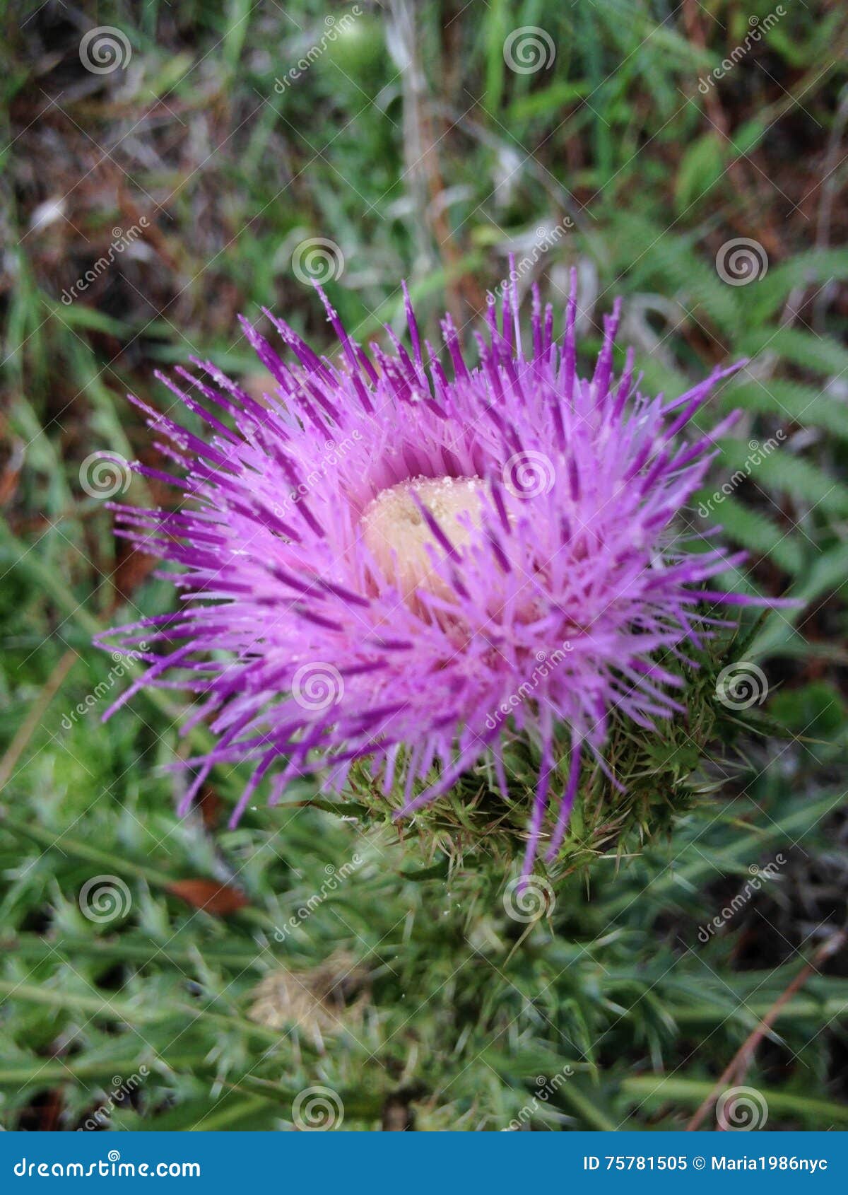 Thistle Plant Blossoming in Bright Sunlight in Florida. Stock Image ...