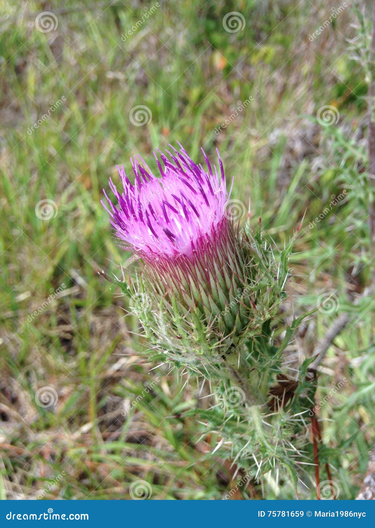 Thistle Plant Blossoming in Florida. Stock Image - Image of blossoming ...