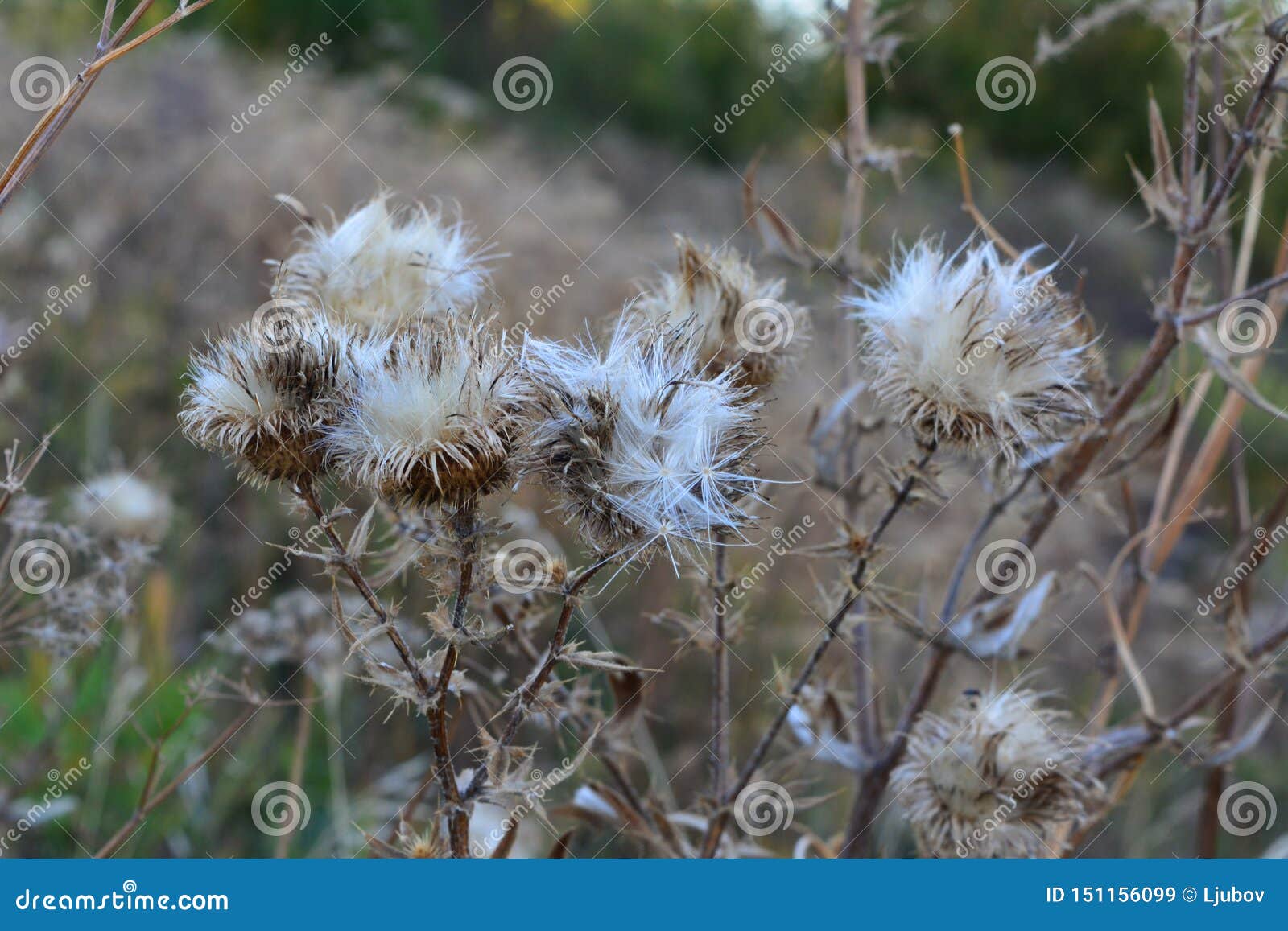 Thistle Plant in the Fall. Dry Herbs on the Meadow Stock Image - Image ...