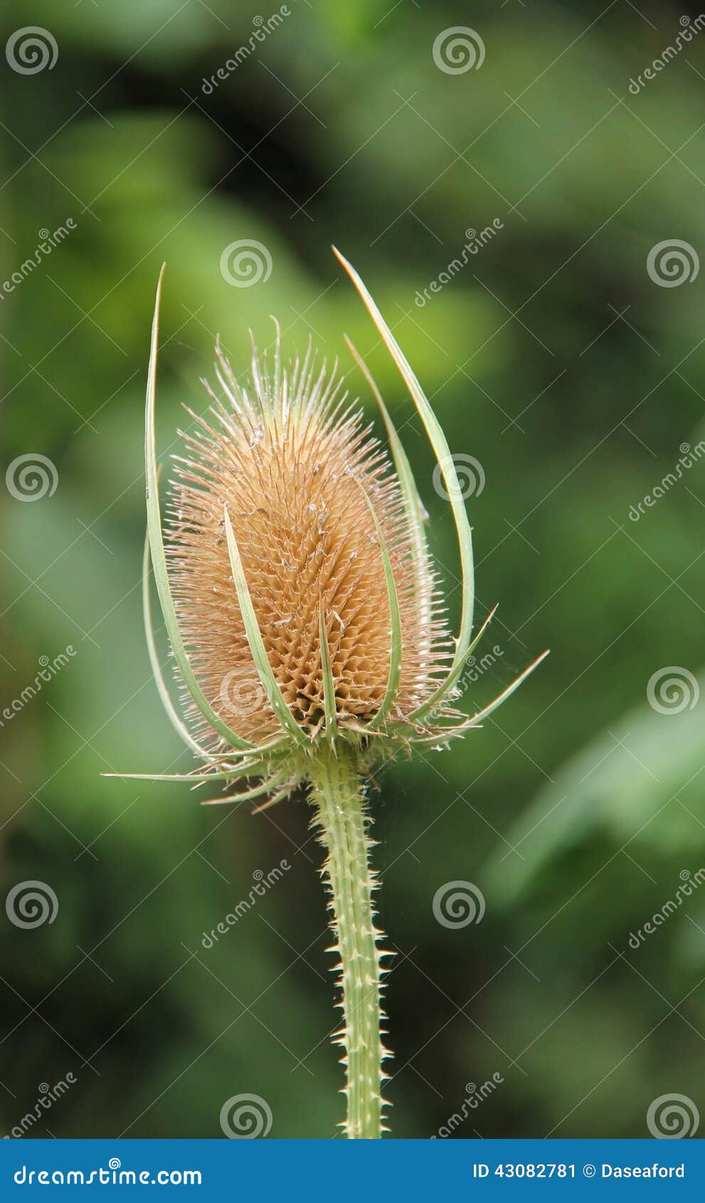 Thistle Plant. stock image. Image of nature, thistle - 43082781