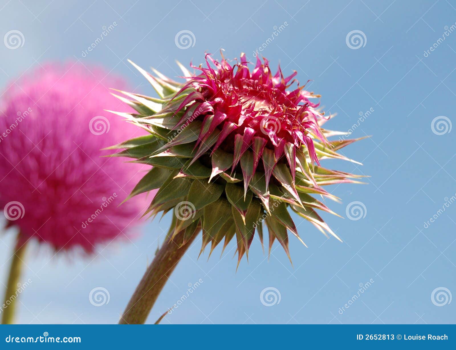 Thistle Pod stock image. Image of purple, color, wild - 2652813